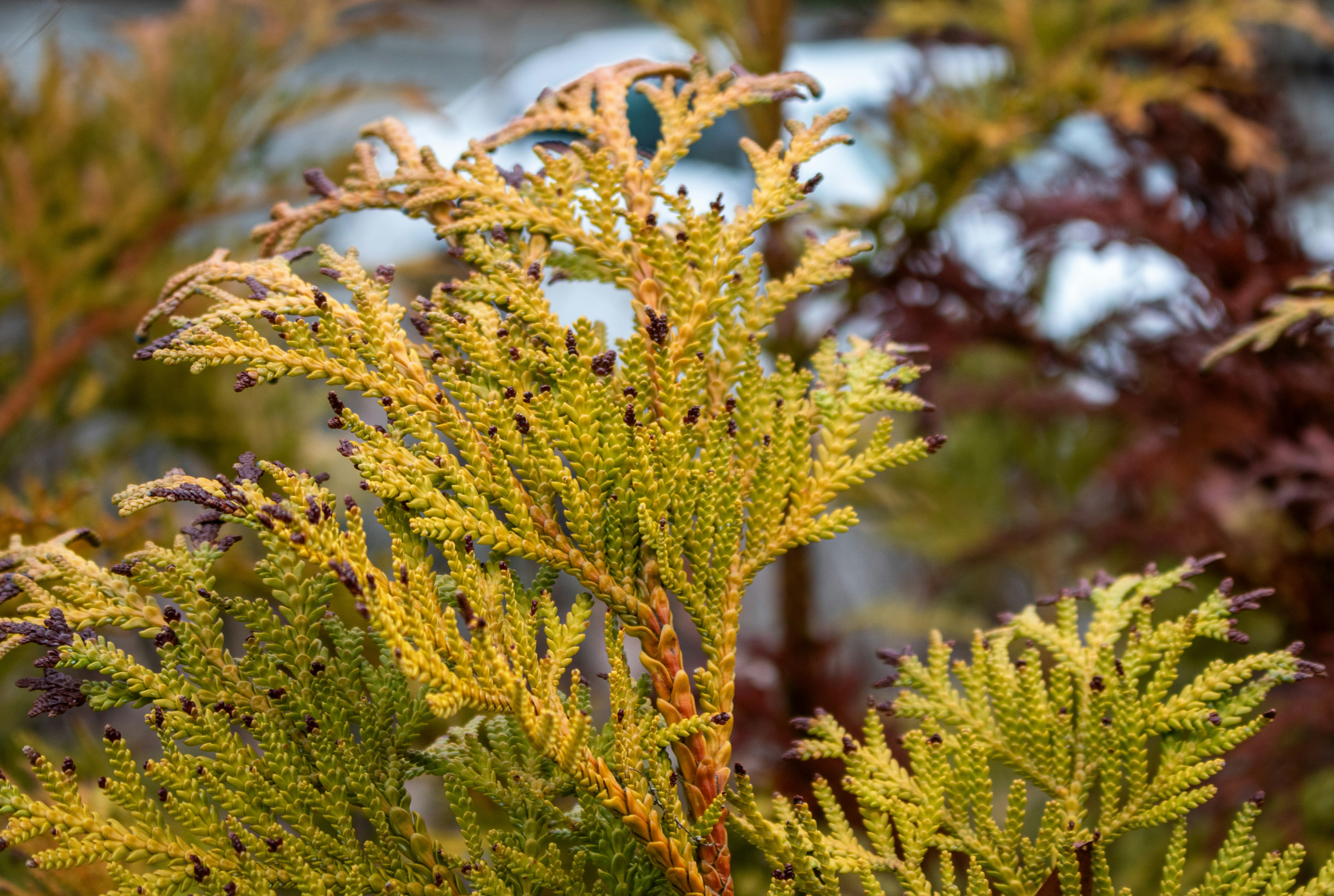 Golden Conifers in Autumn Light