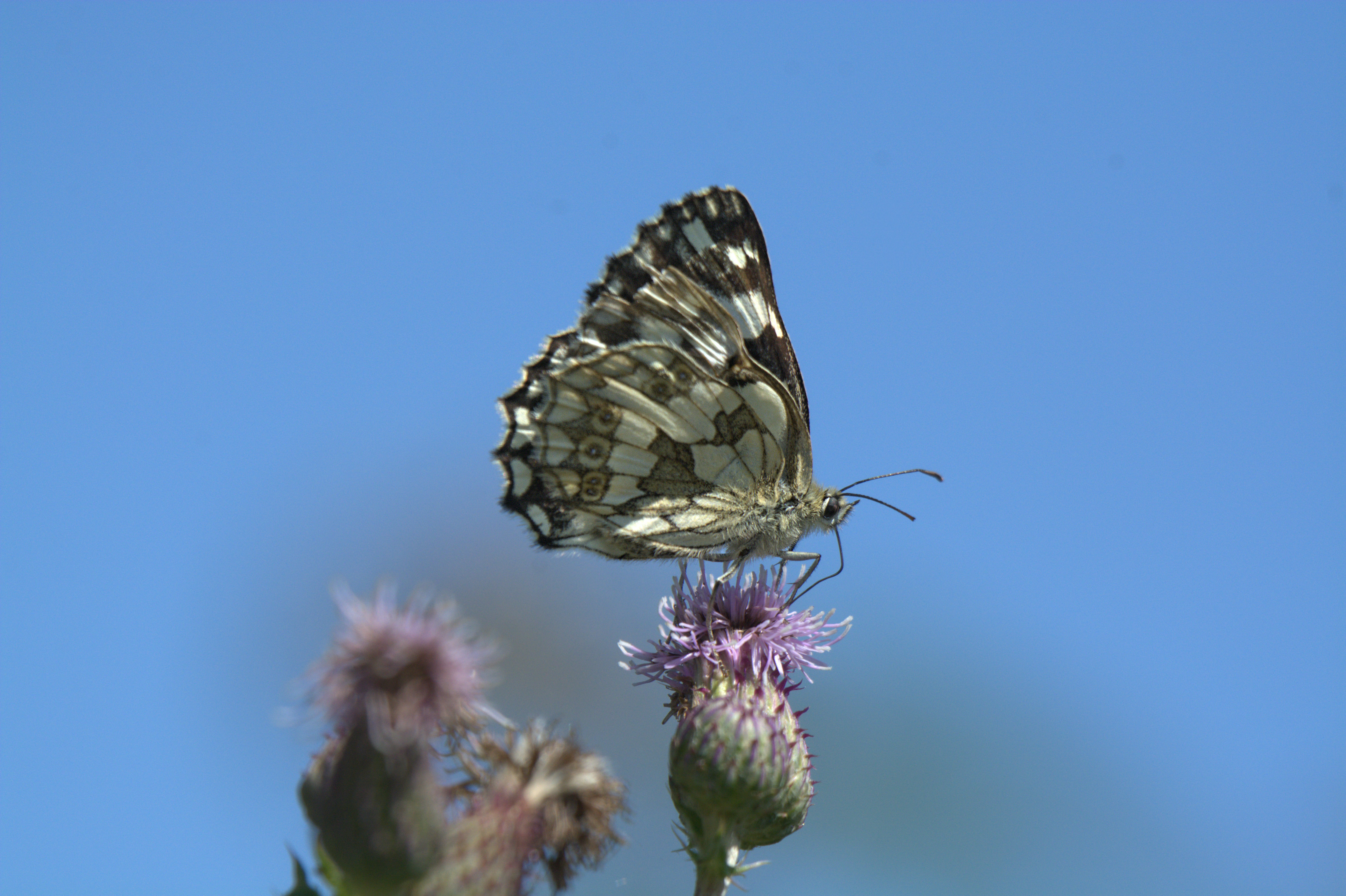 Nature's Delicate Balance: The Butterfly and the Blossom