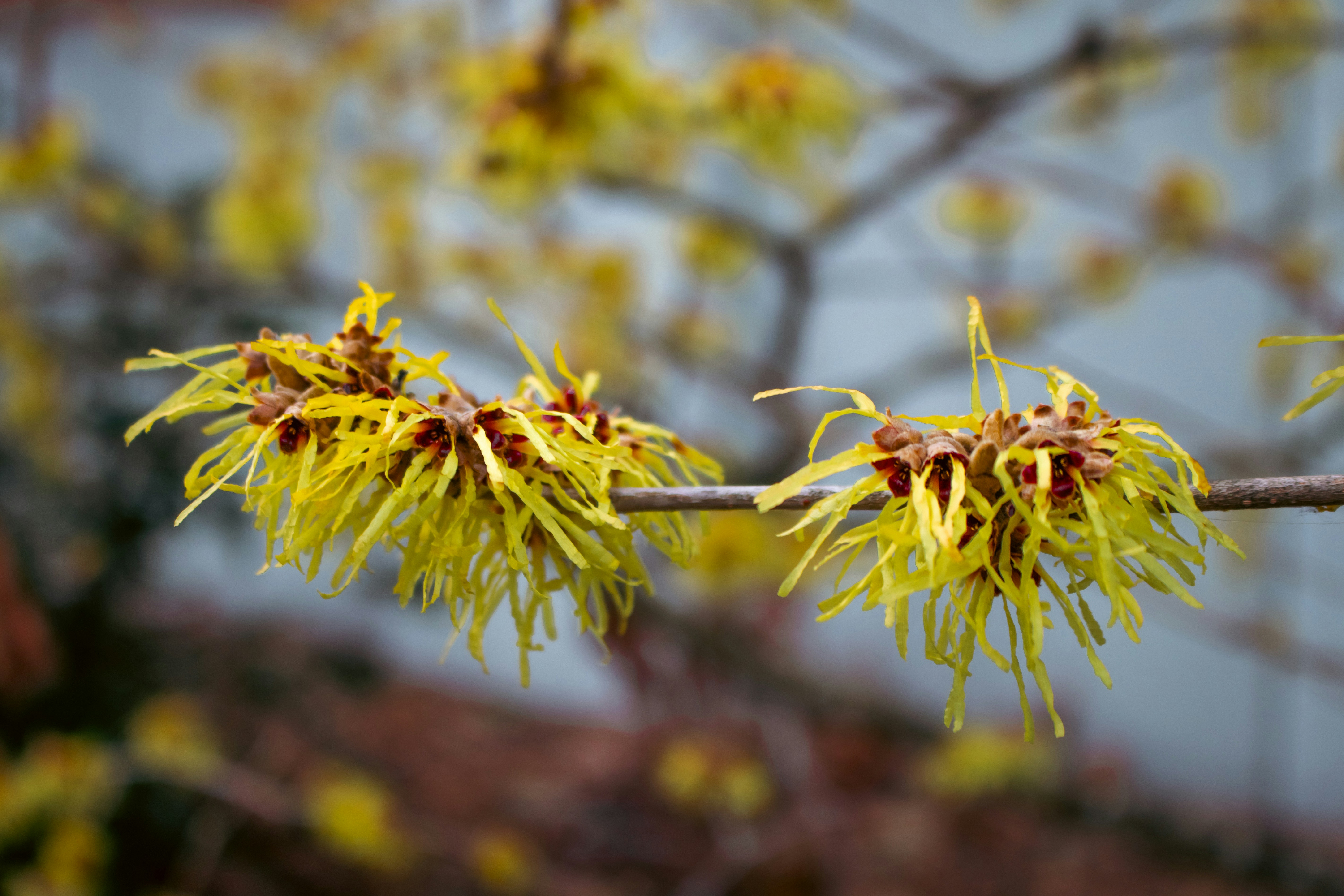 Yellow witch hazel flowers bloom on a branch. photo – Free Wallpaper ...