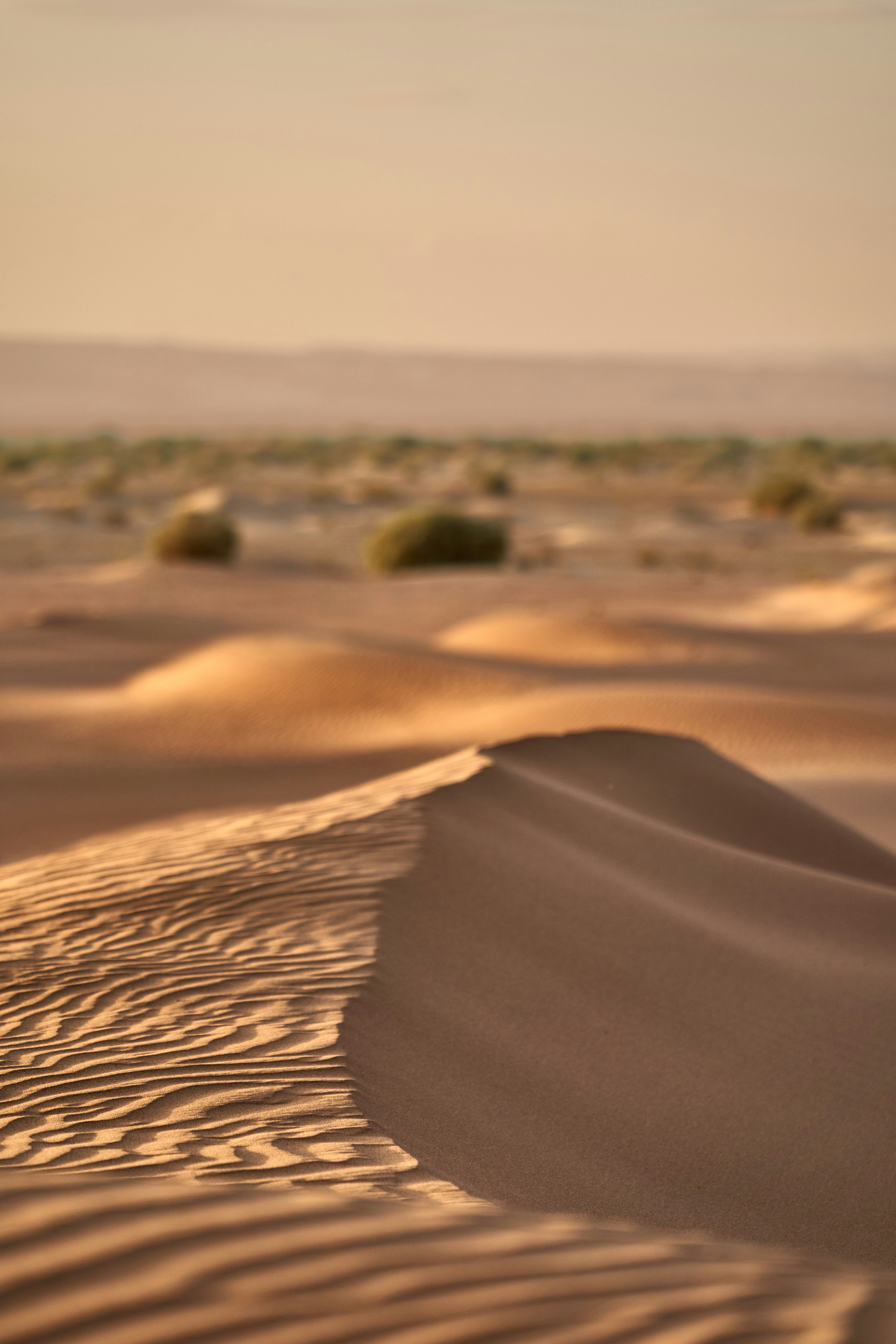 Softly undulating sand dunes bathed in warm light, showcasing intricate textures and natural patterns.