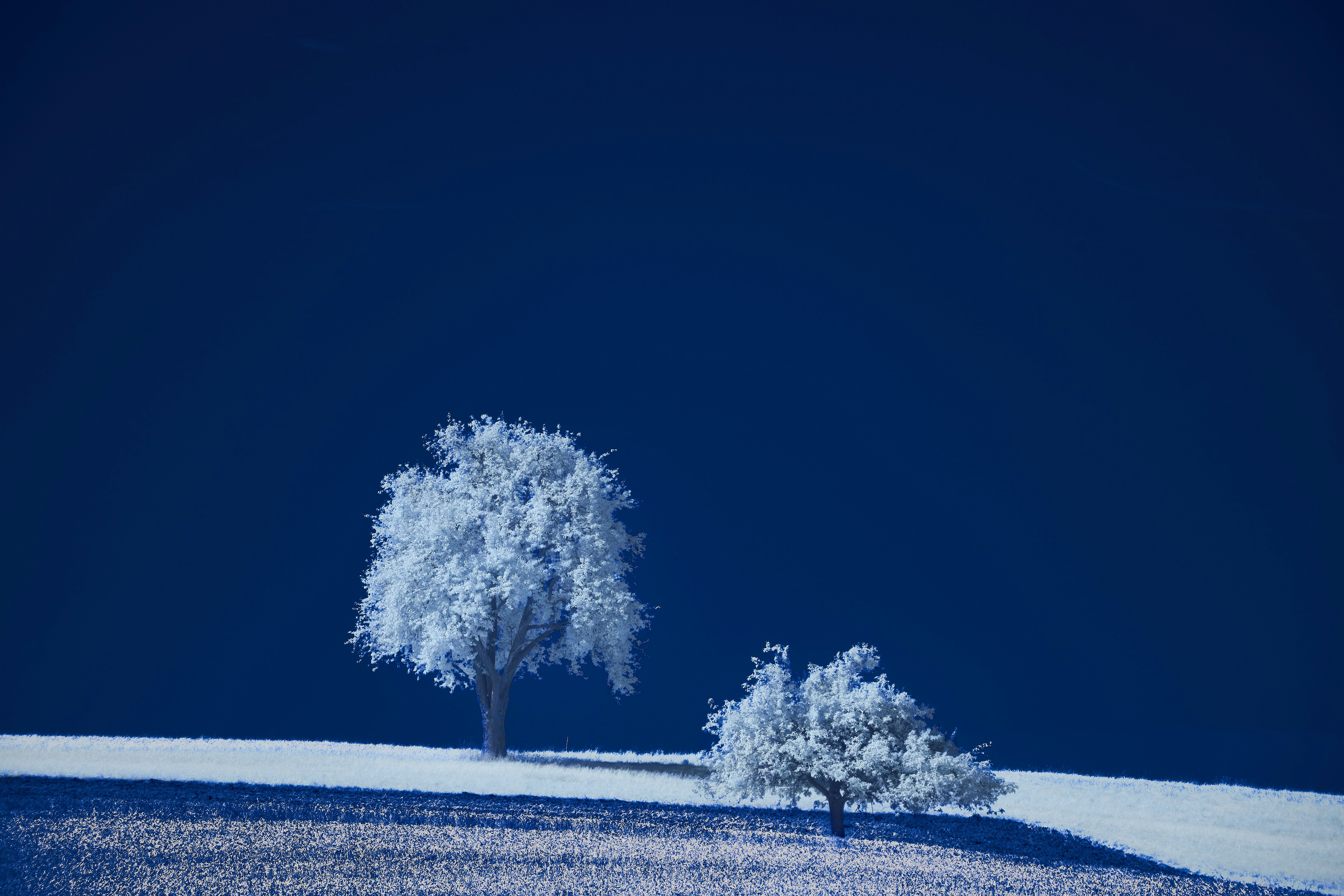 Two trees stand silhouetted against a dark sky.