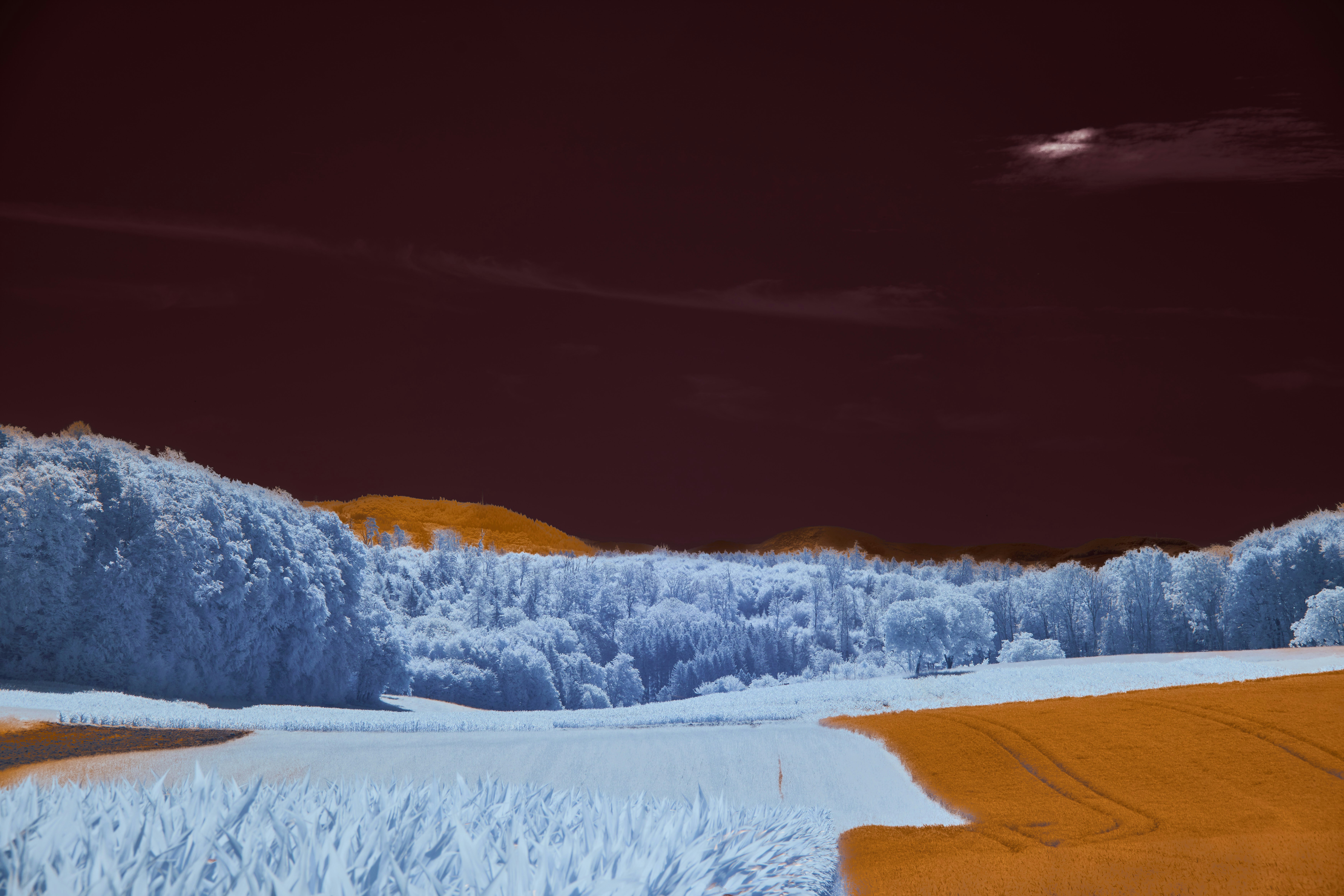 Blue trees stand before a dark sky.