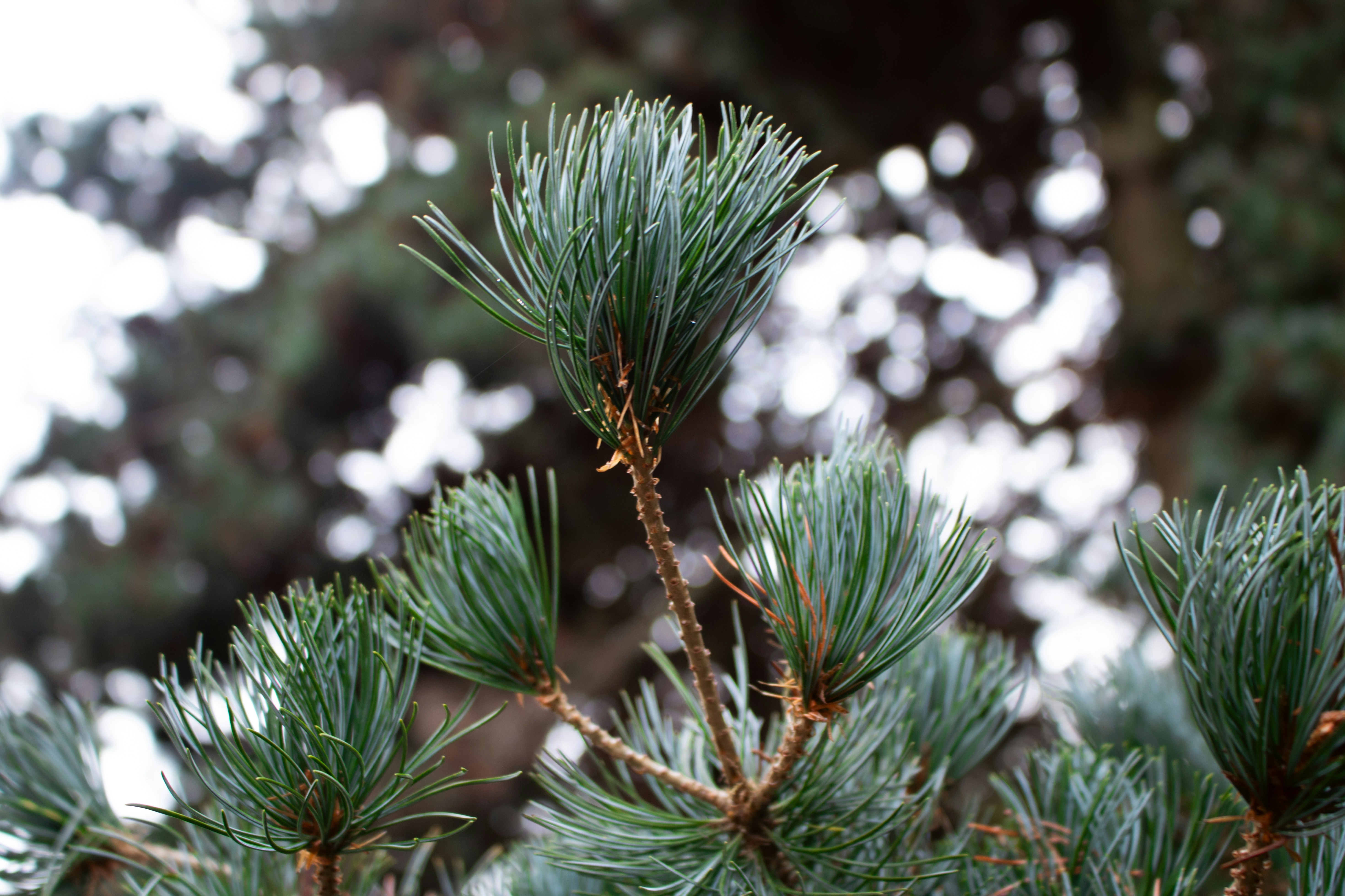 Photo of the leaves of a Pine Tree shrub | Pine tree needles are shown in close-up.