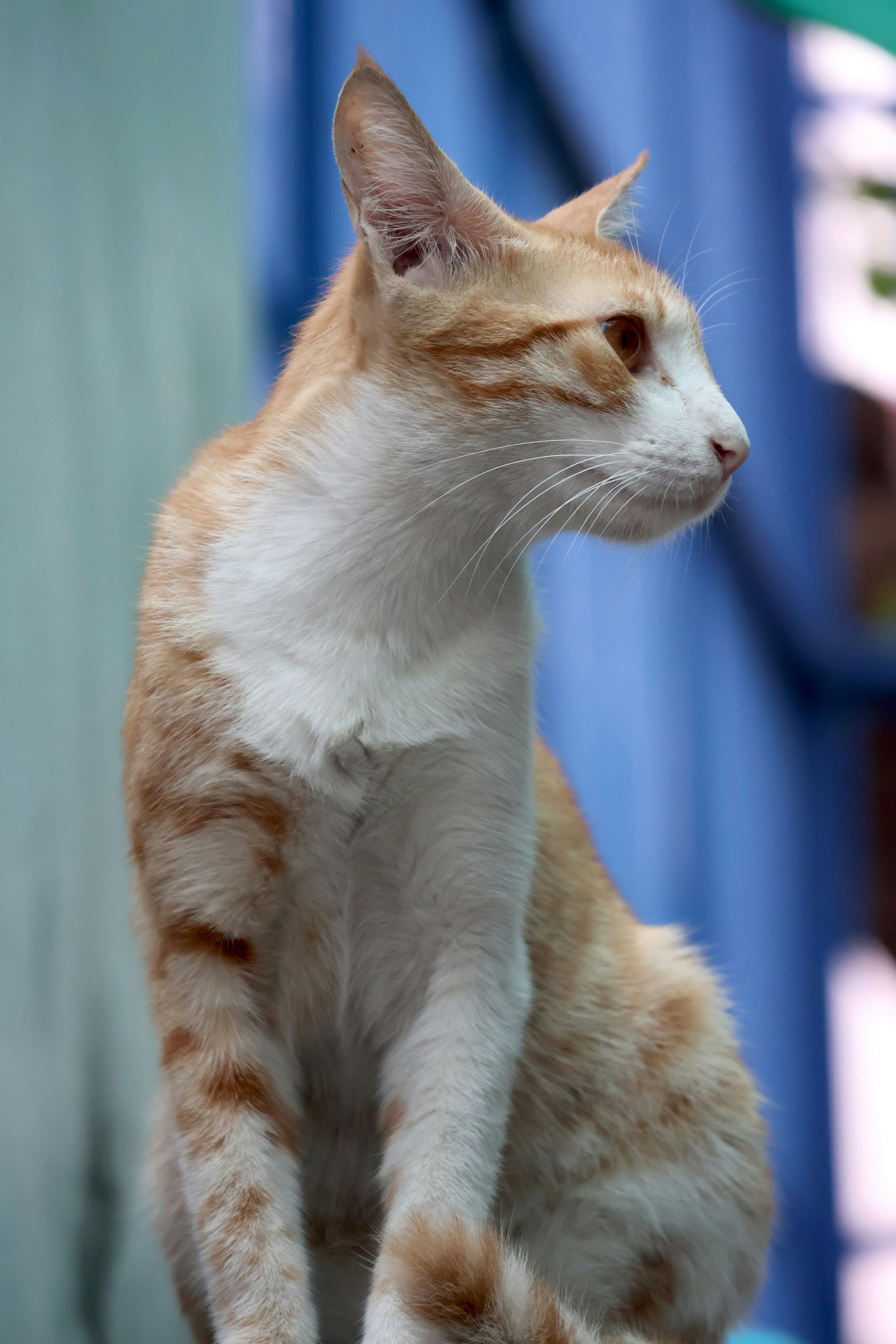 A curious orange tabby cat gazes sideways.