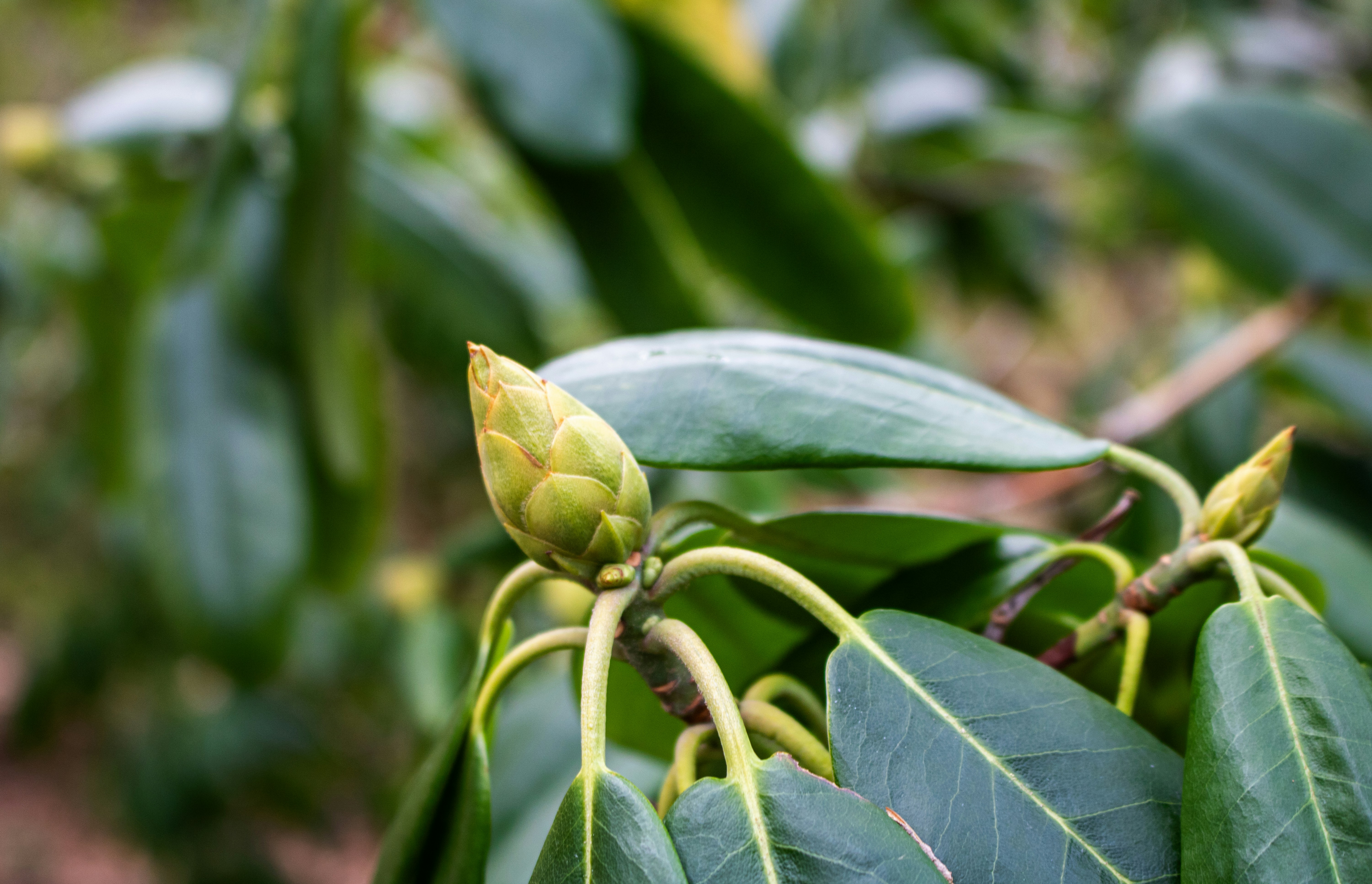 A close-up image of an unopened flower bud of the Tree Rhododendron (Rhododendron arboreum), the national flower of Nepal and a prominent Himalayan species. The bud is tightly clustered, with overlapping bracts forming a protective layer around the developing petals. | A flower bud among vibrant green leaves.