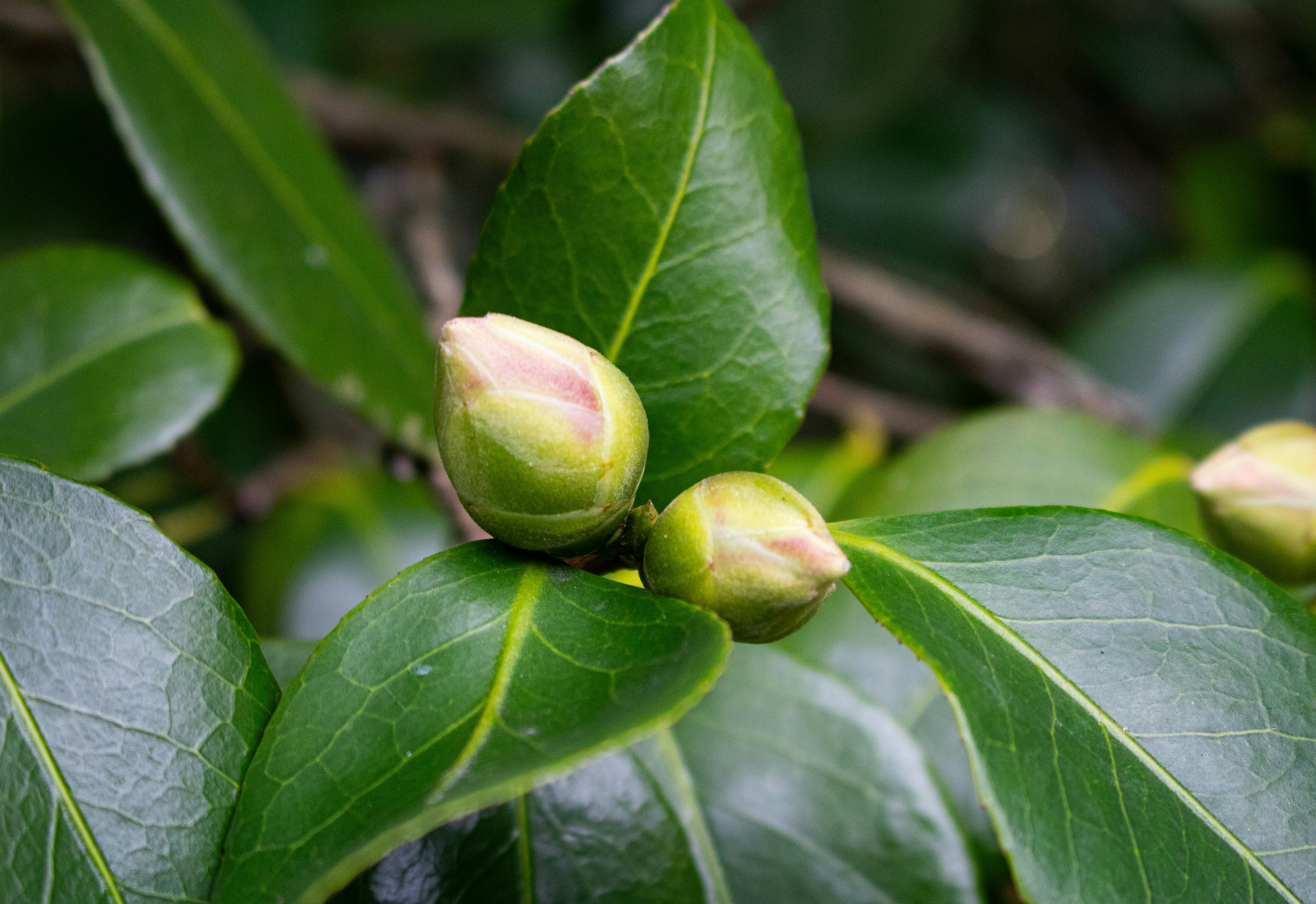 Close-up of camellia buds nestled among vibrant green leaves, symbolizing new growth and the arrival of spring.