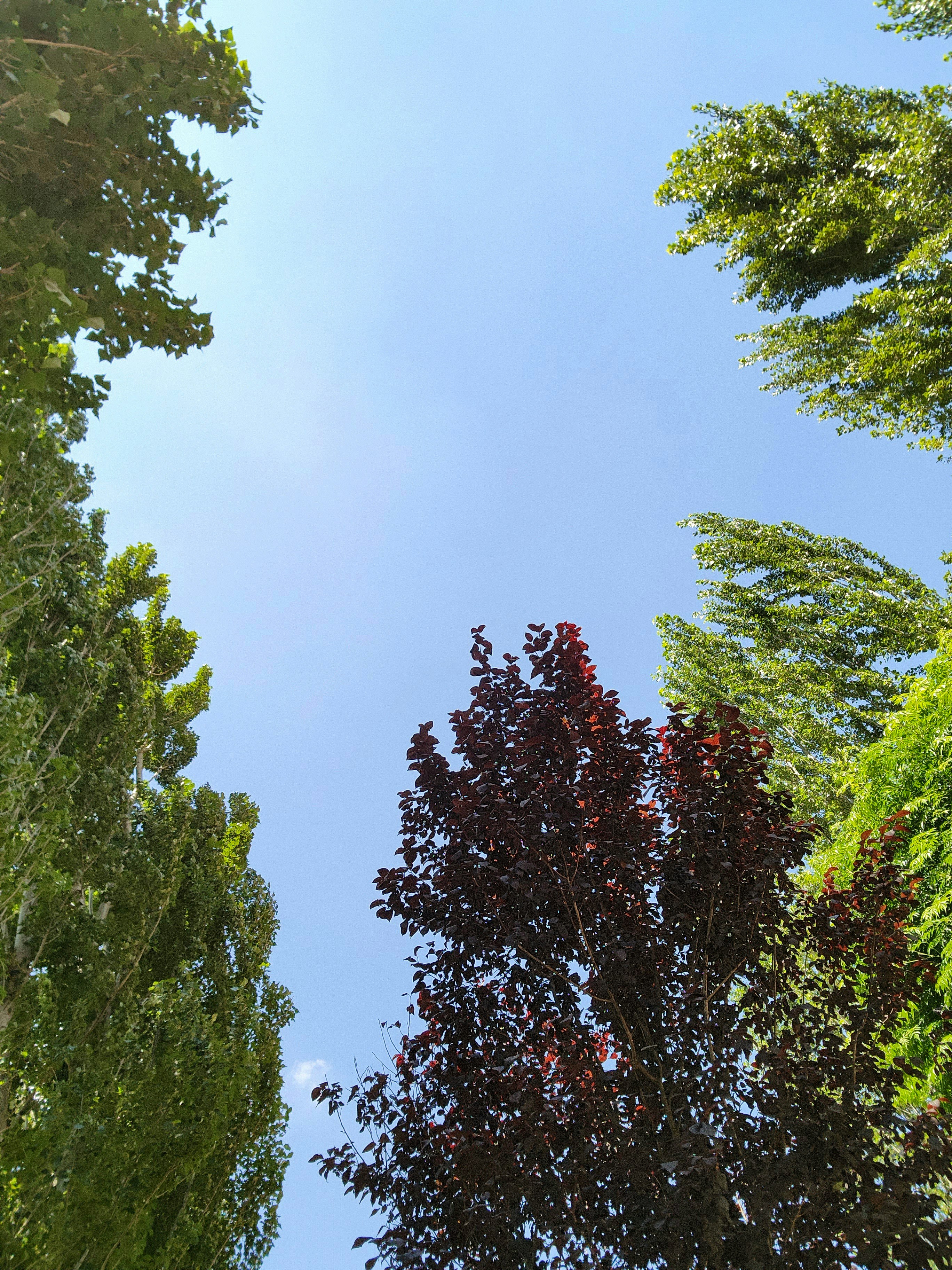 Green trees frame a clear, blue sky.