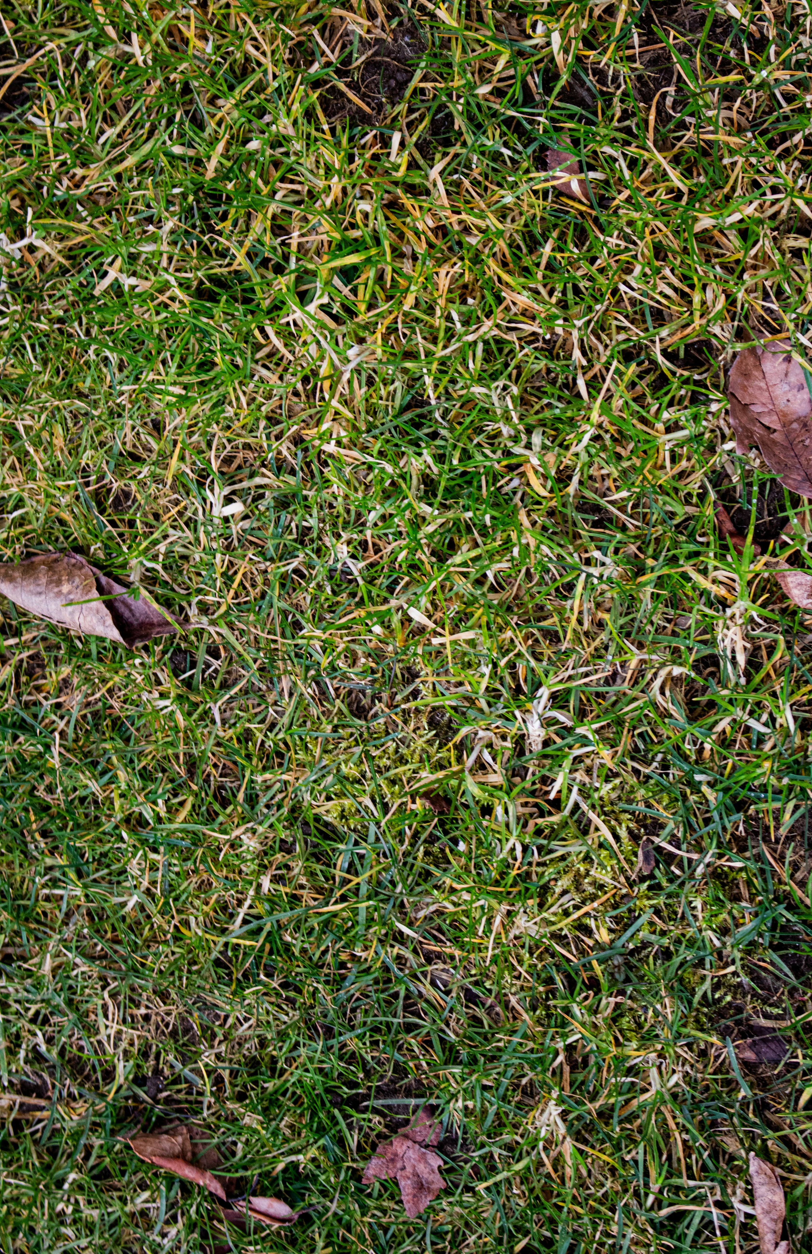 An overhead view of a dense patch of green grass. | Green grass and fallen leaves.