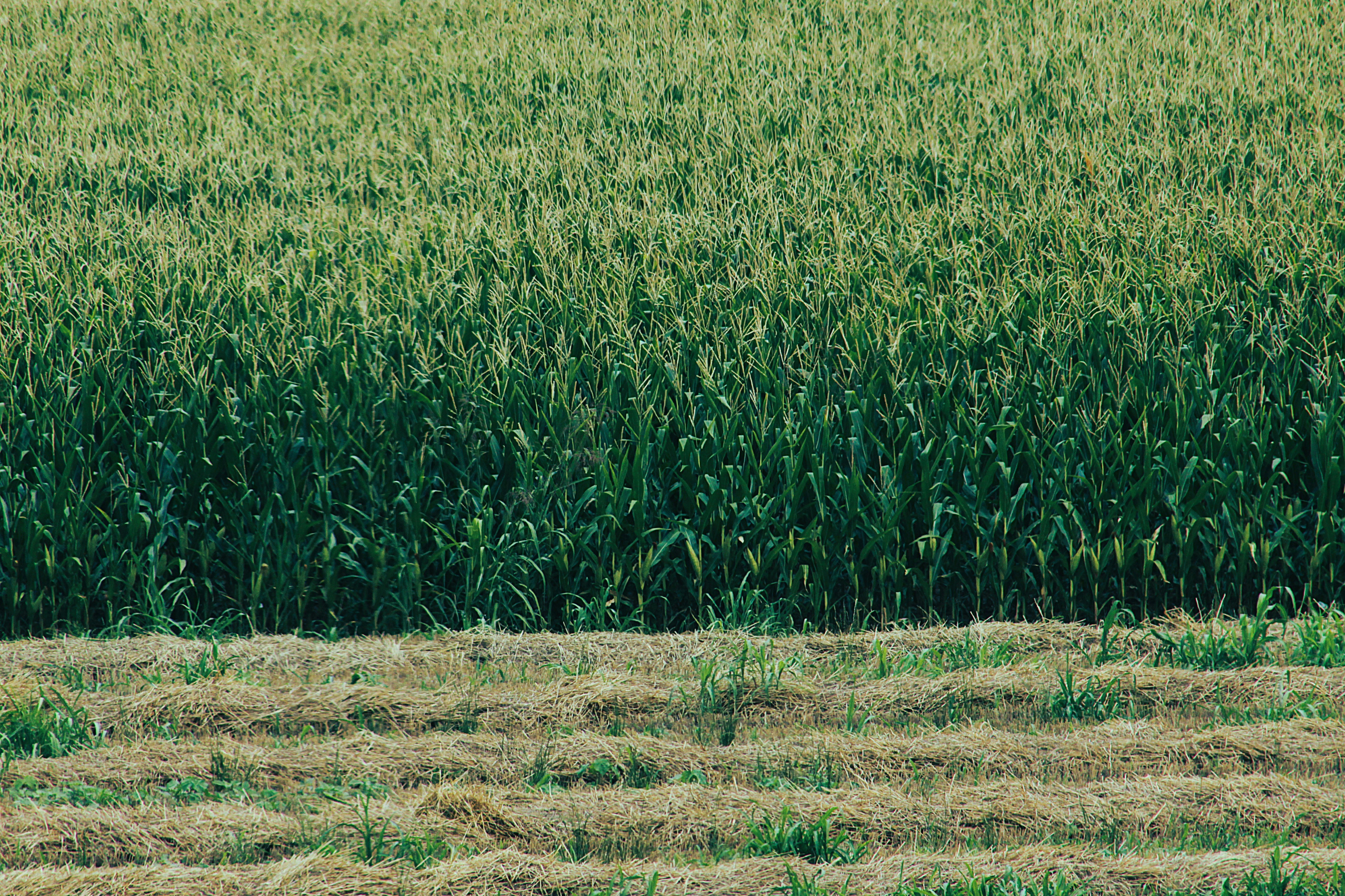 Layers of Growth: A Symphony of Green and Gold
