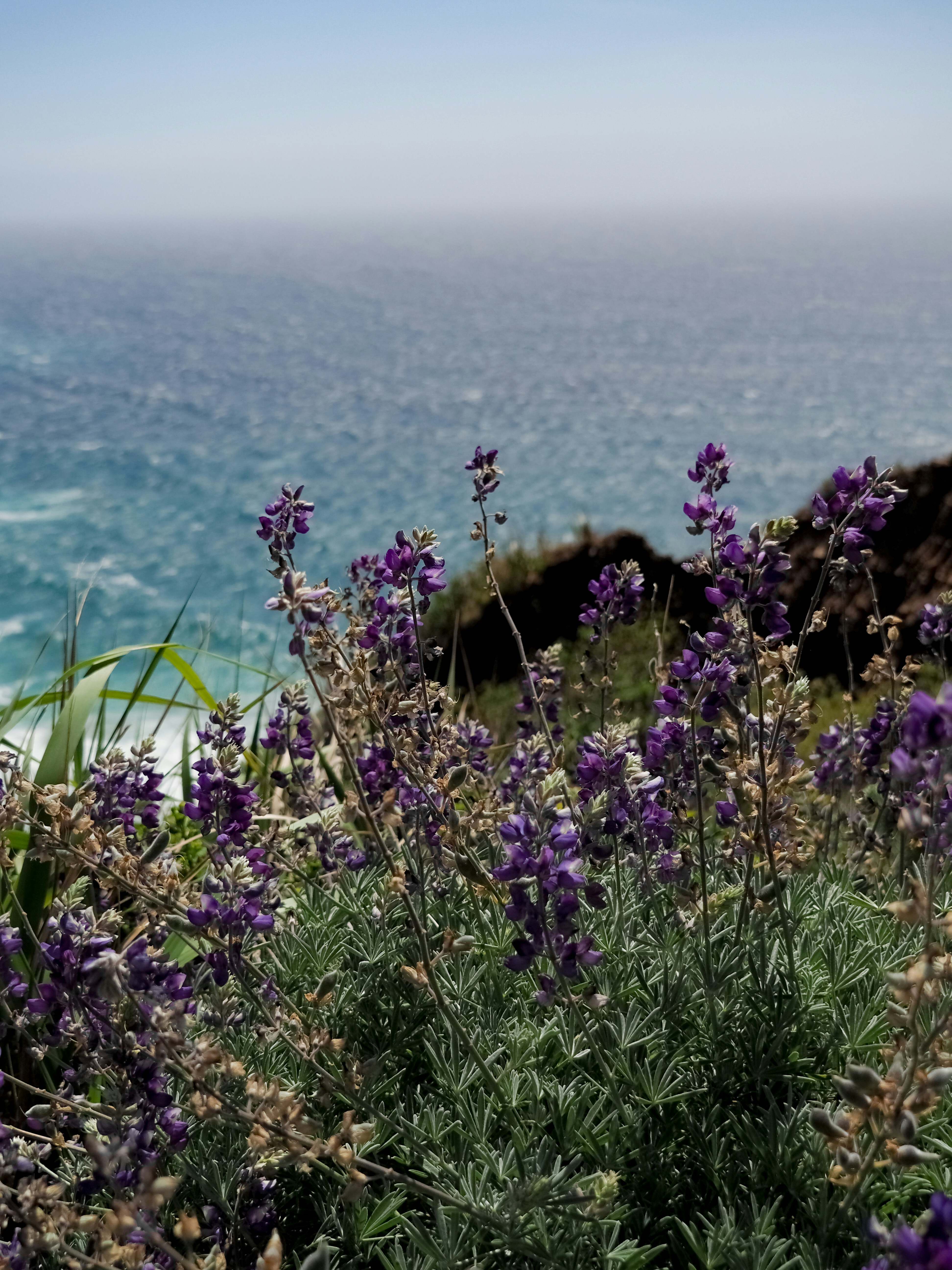 Lavender by the Cliff: A Quiet Coastal Portrait in Purple and Azure
