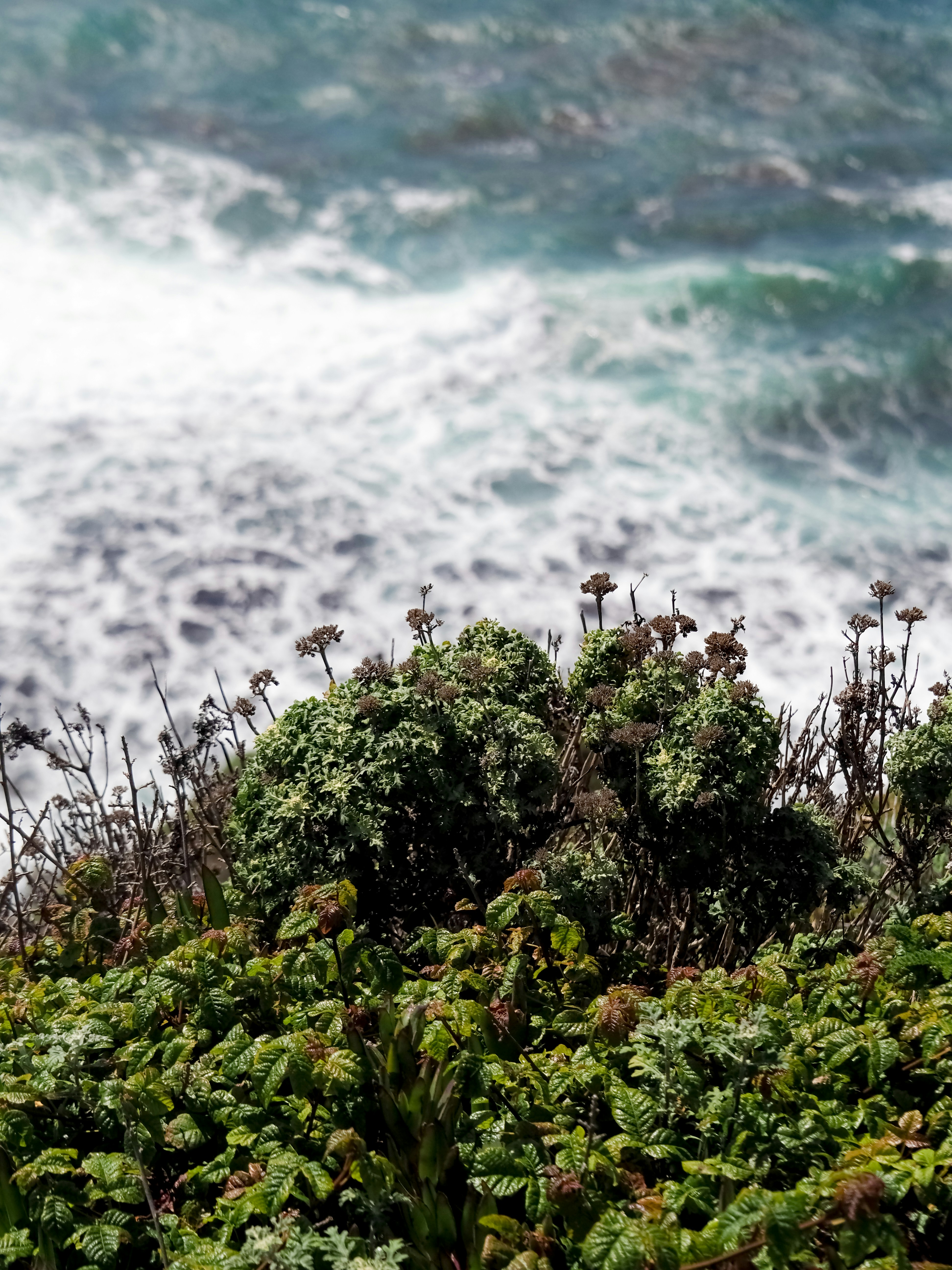Verdant Verge Over a Roaring Sea