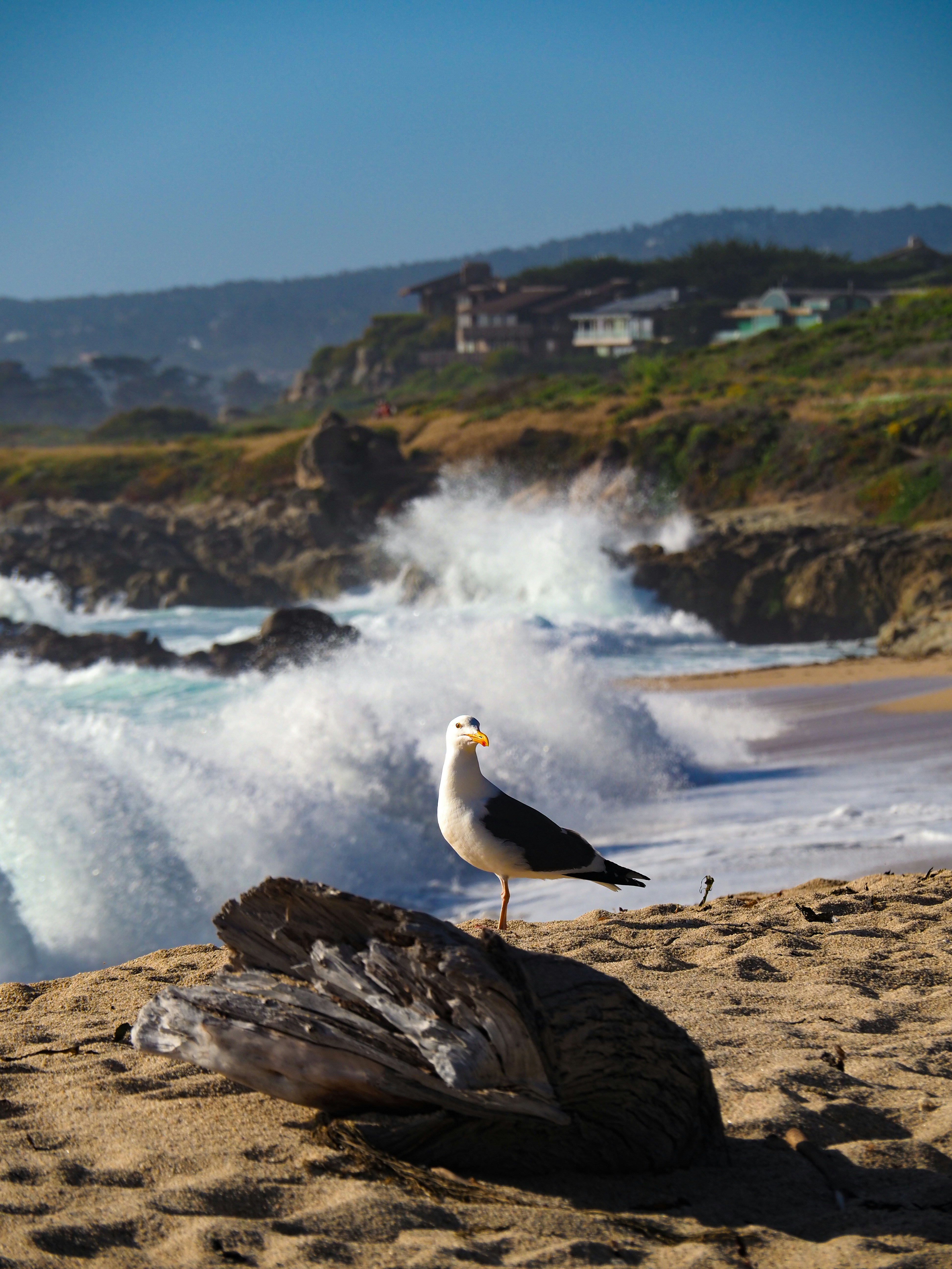 Seagull perched on driftwood at the edge of a sandy beach, waves crashing in the background under a clear blue sky.