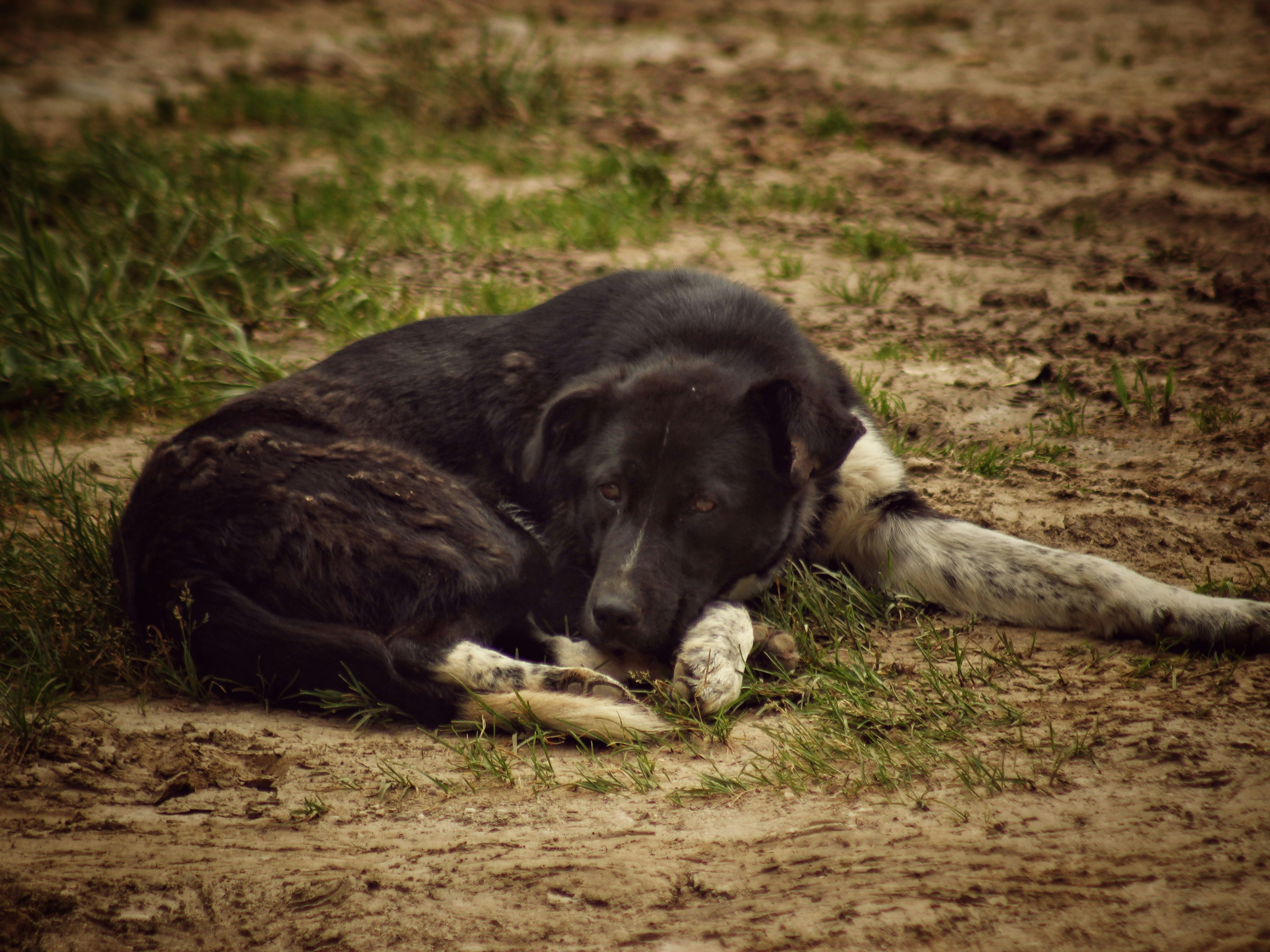 A black dog lies comfortably on the ground, surrounded by patches of grass and earthy tones. The scene conveys a sense of tranquility and connection to nature.