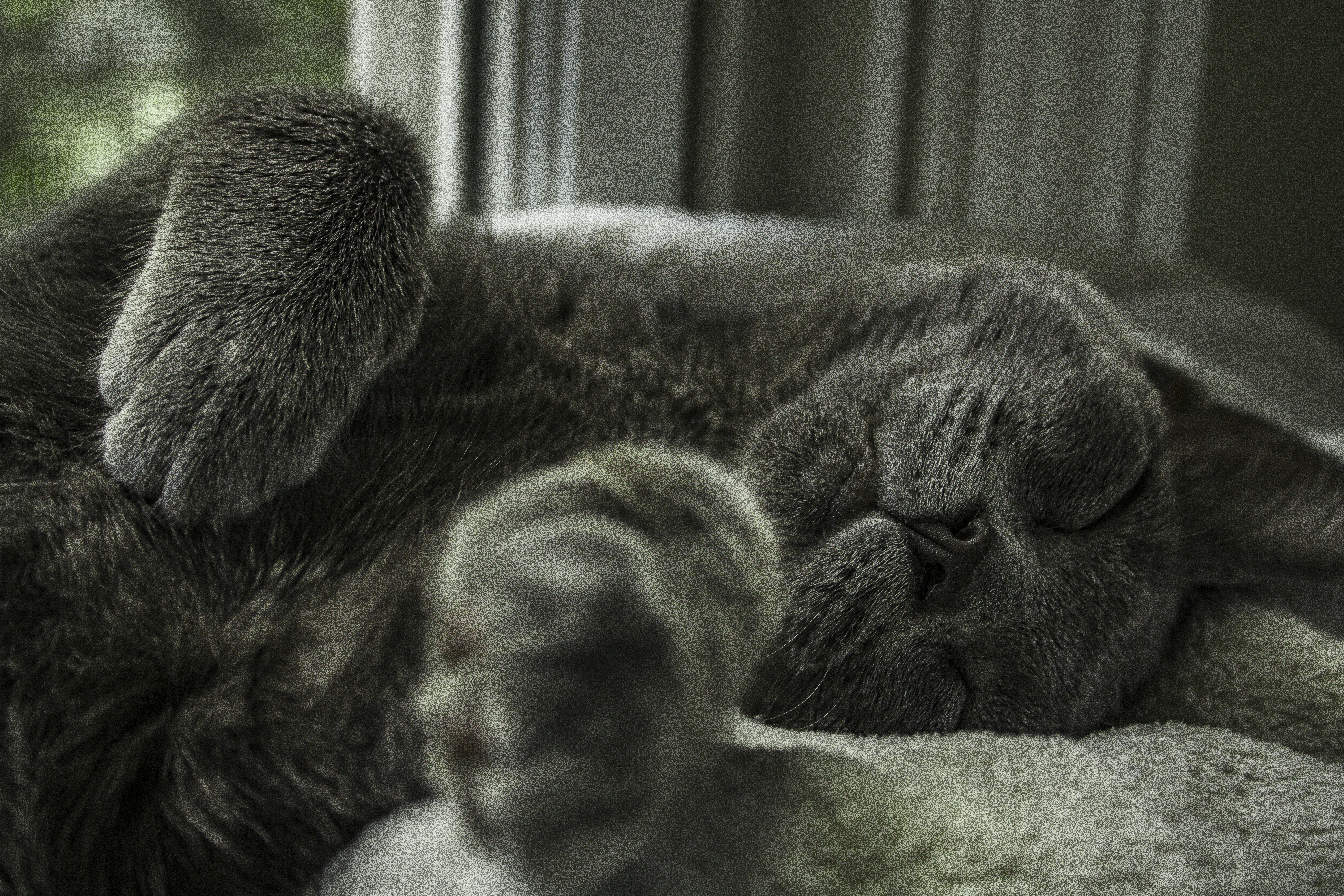 A gray cat sleeps contentedly in the sunshine.