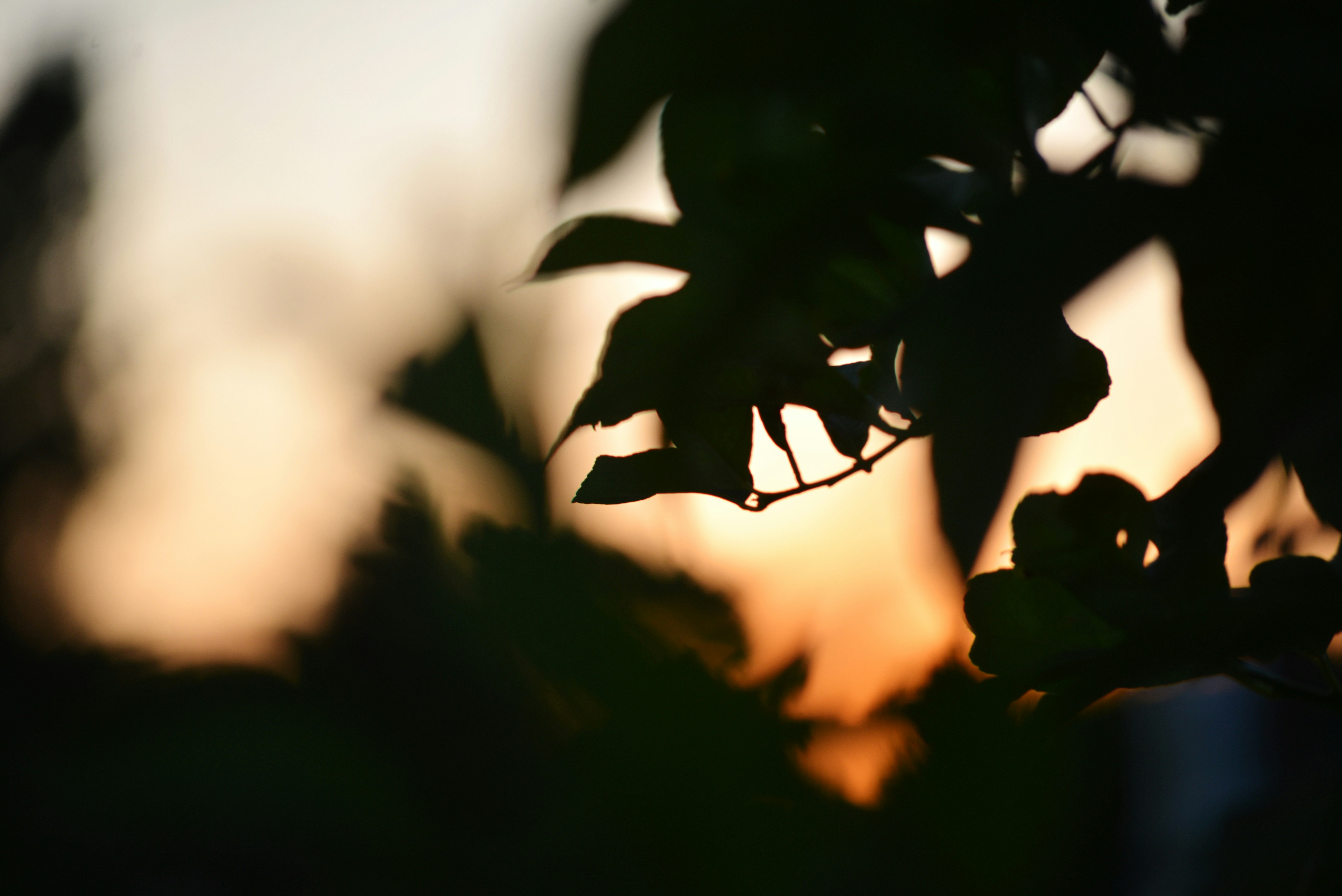 Silhouetted leaves against a softly blurred sunset, capturing the serene transition from day to night.