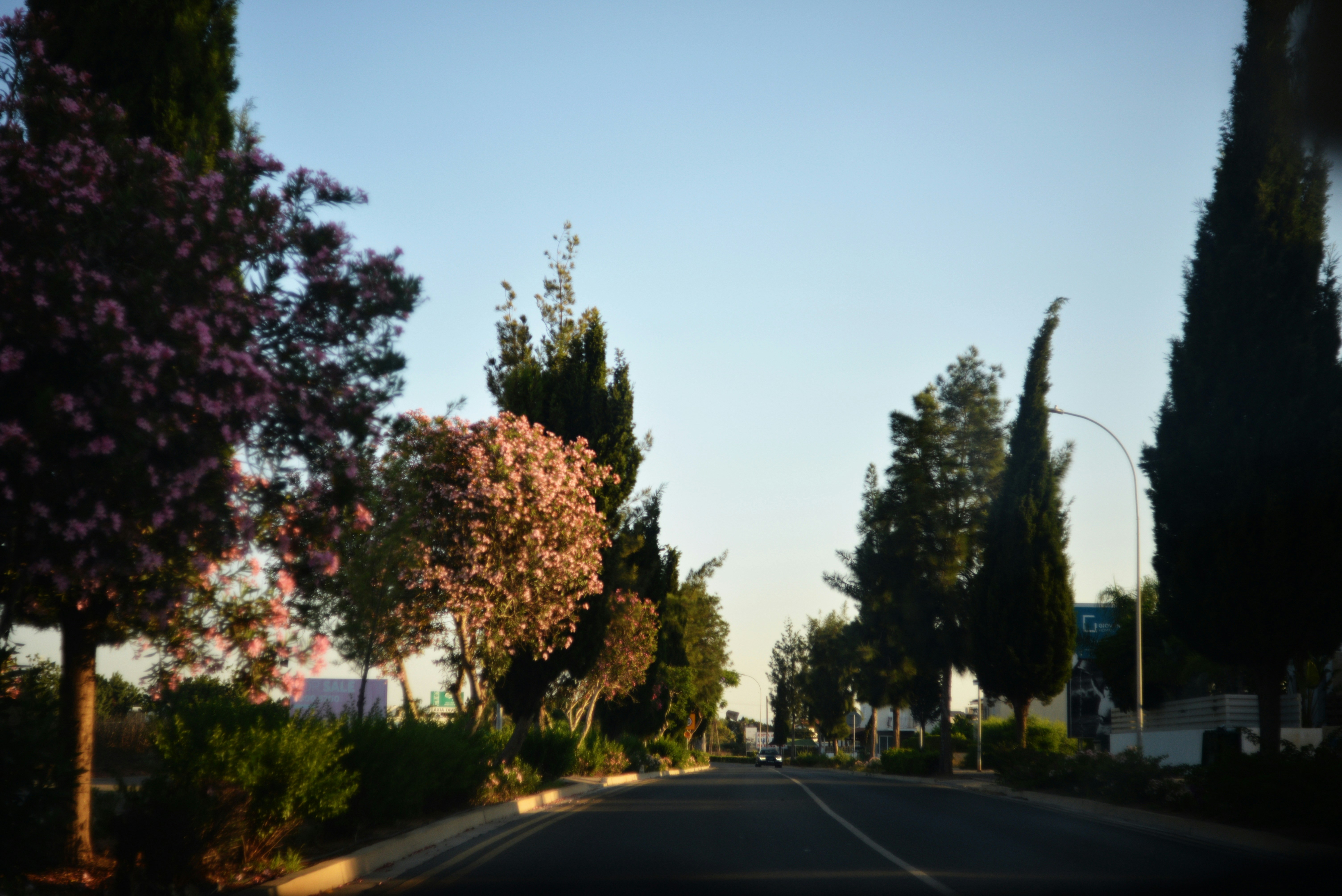 Blossoming Pathway: A Journey Through Floral Avenues