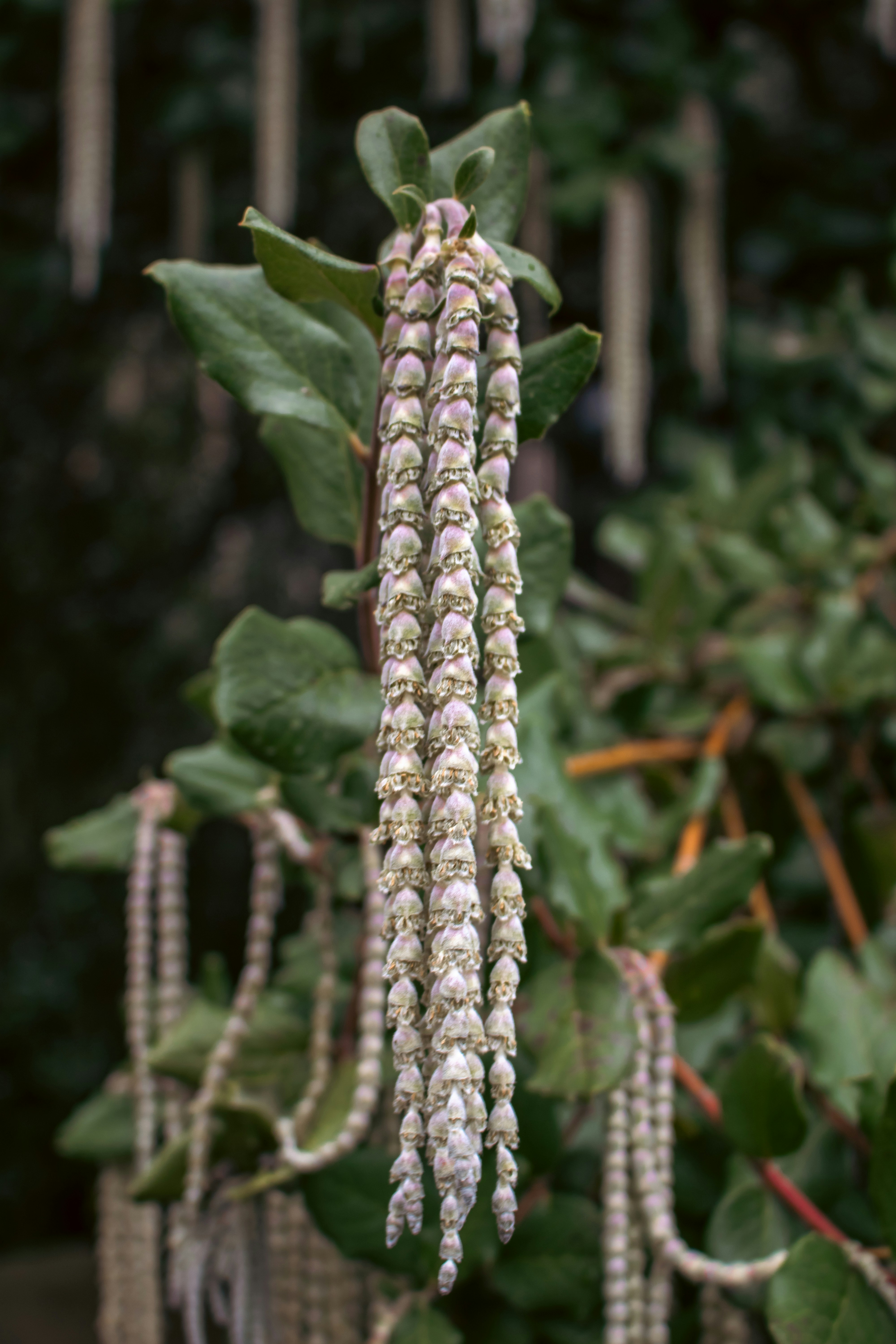Intricately arranged clusters of pale green floral structures hang gracefully from lush leaves, showcasing a unique botanical beauty.