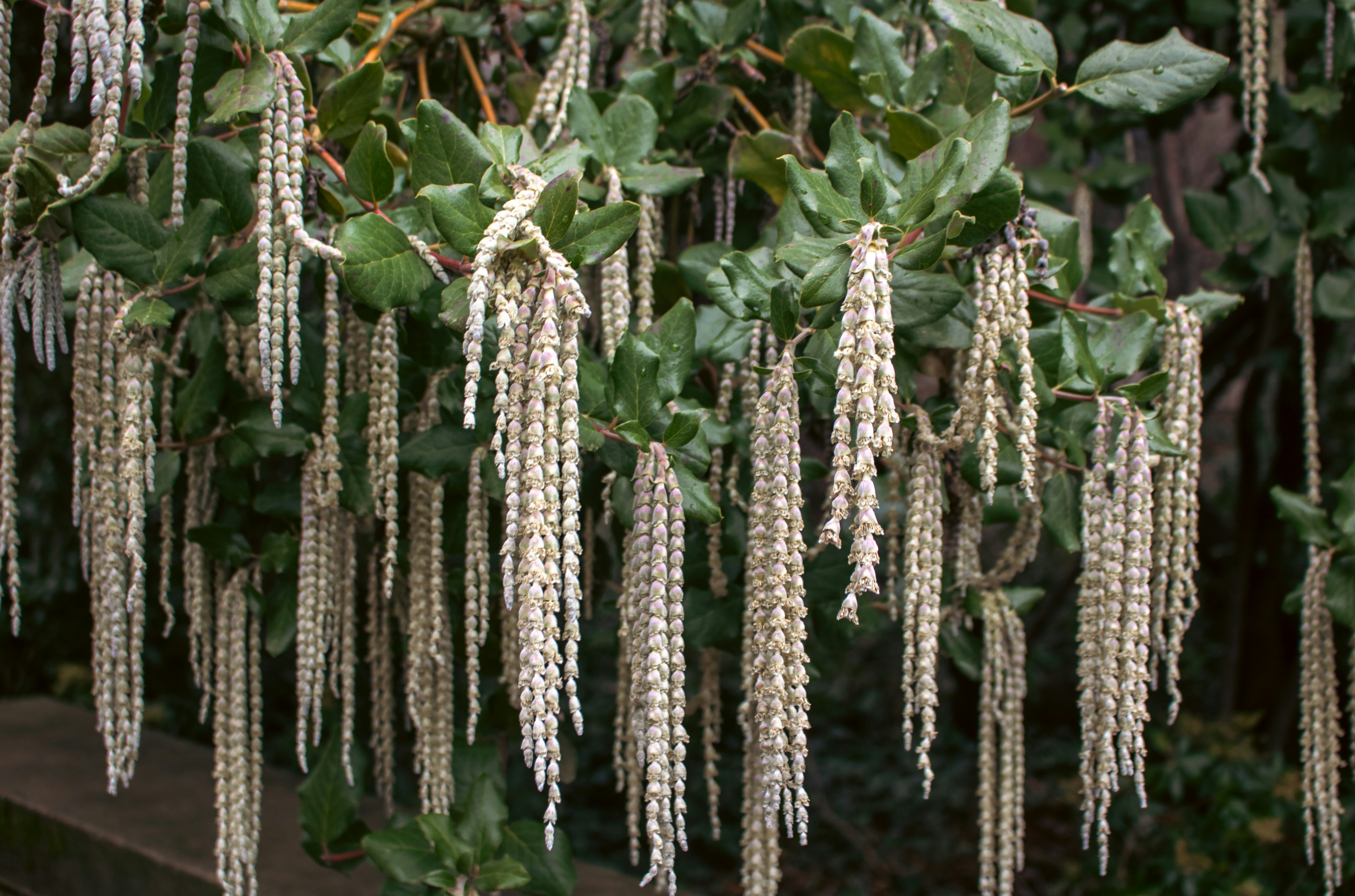Dangling catkins in a sunlit hedge