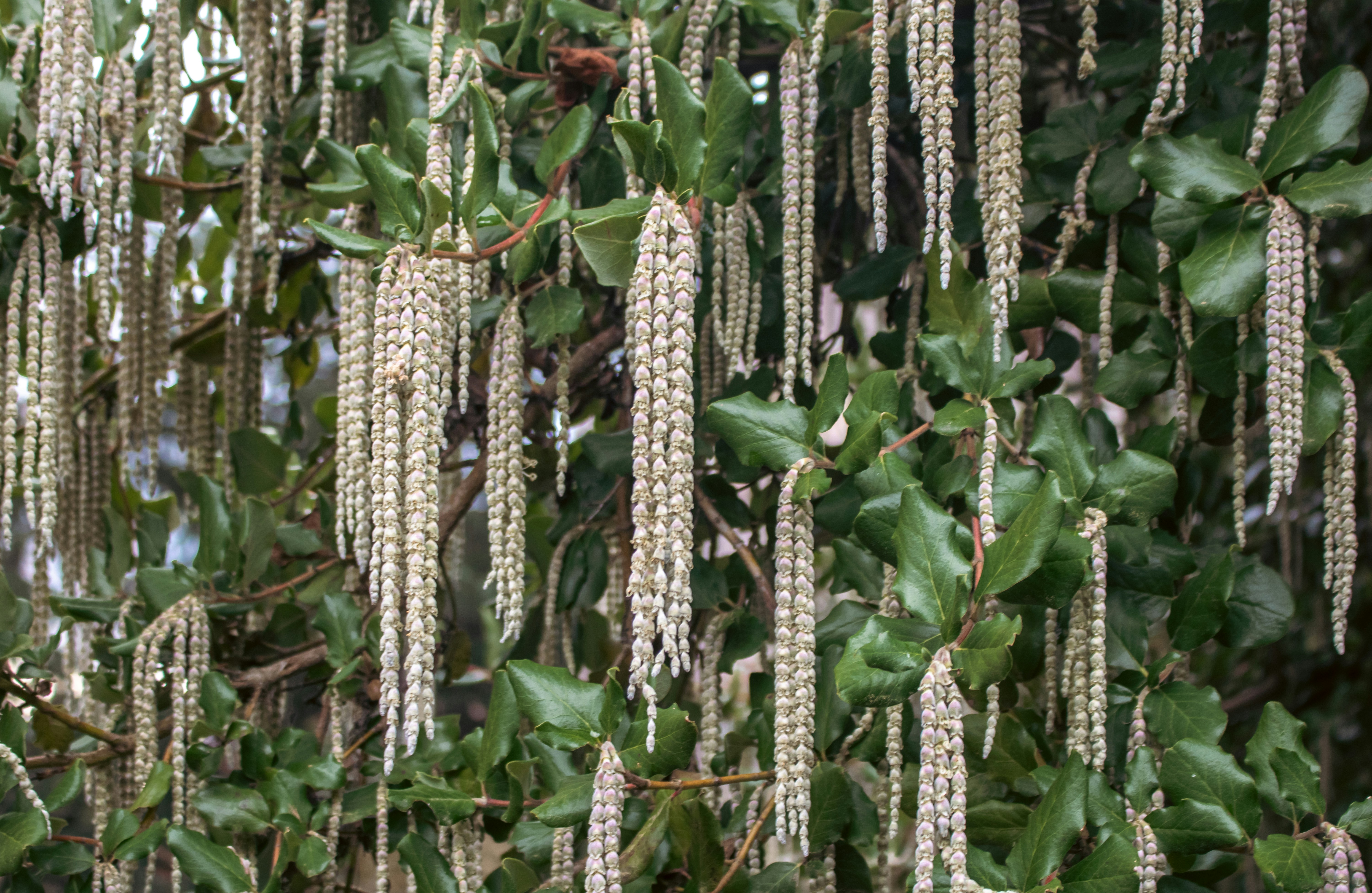 Beaded Catkins Weaving Through a Green Veil