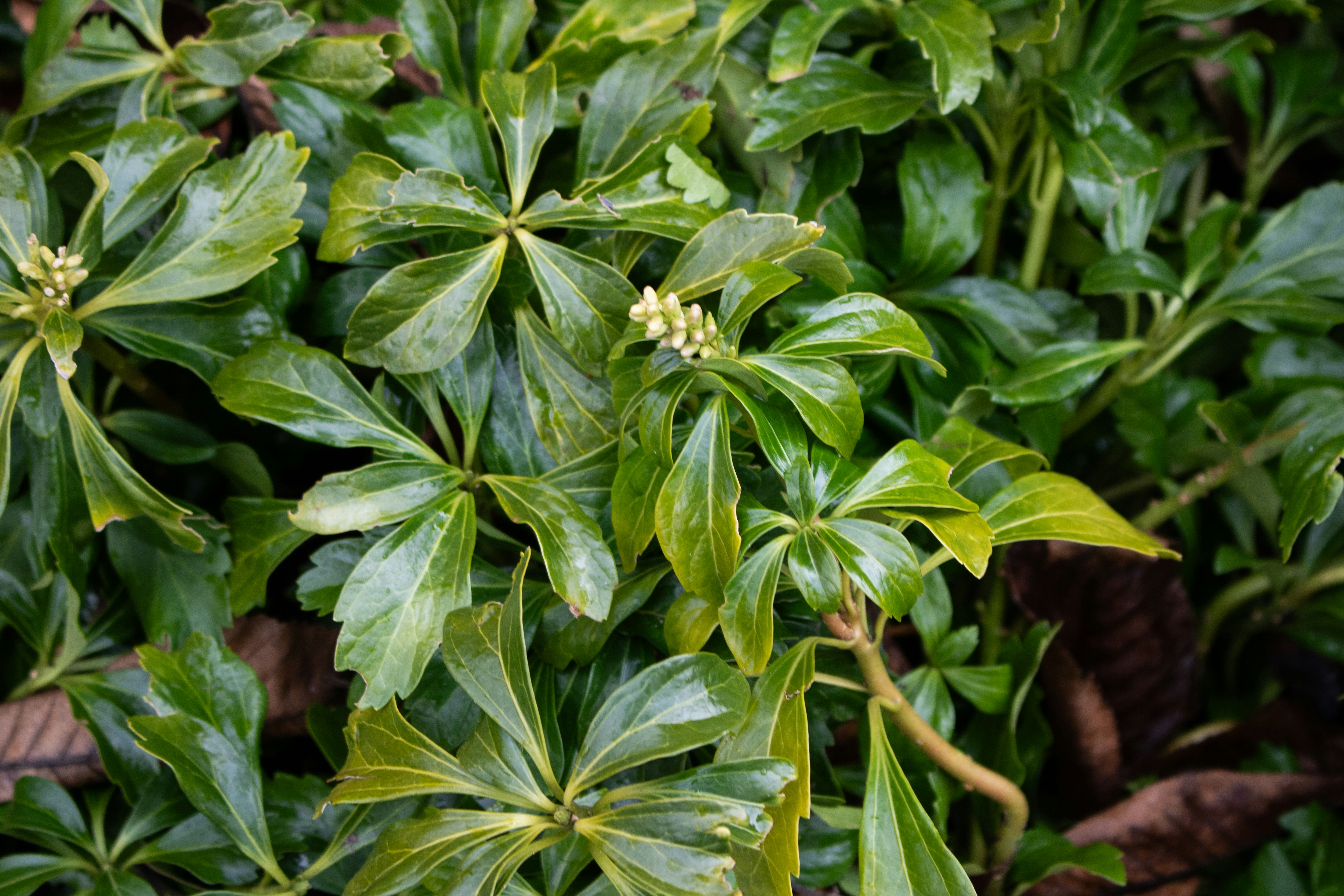 Lush green leaves interspersed with budding flowers, showcasing the intricate textures and vibrant hues of nature's palette.