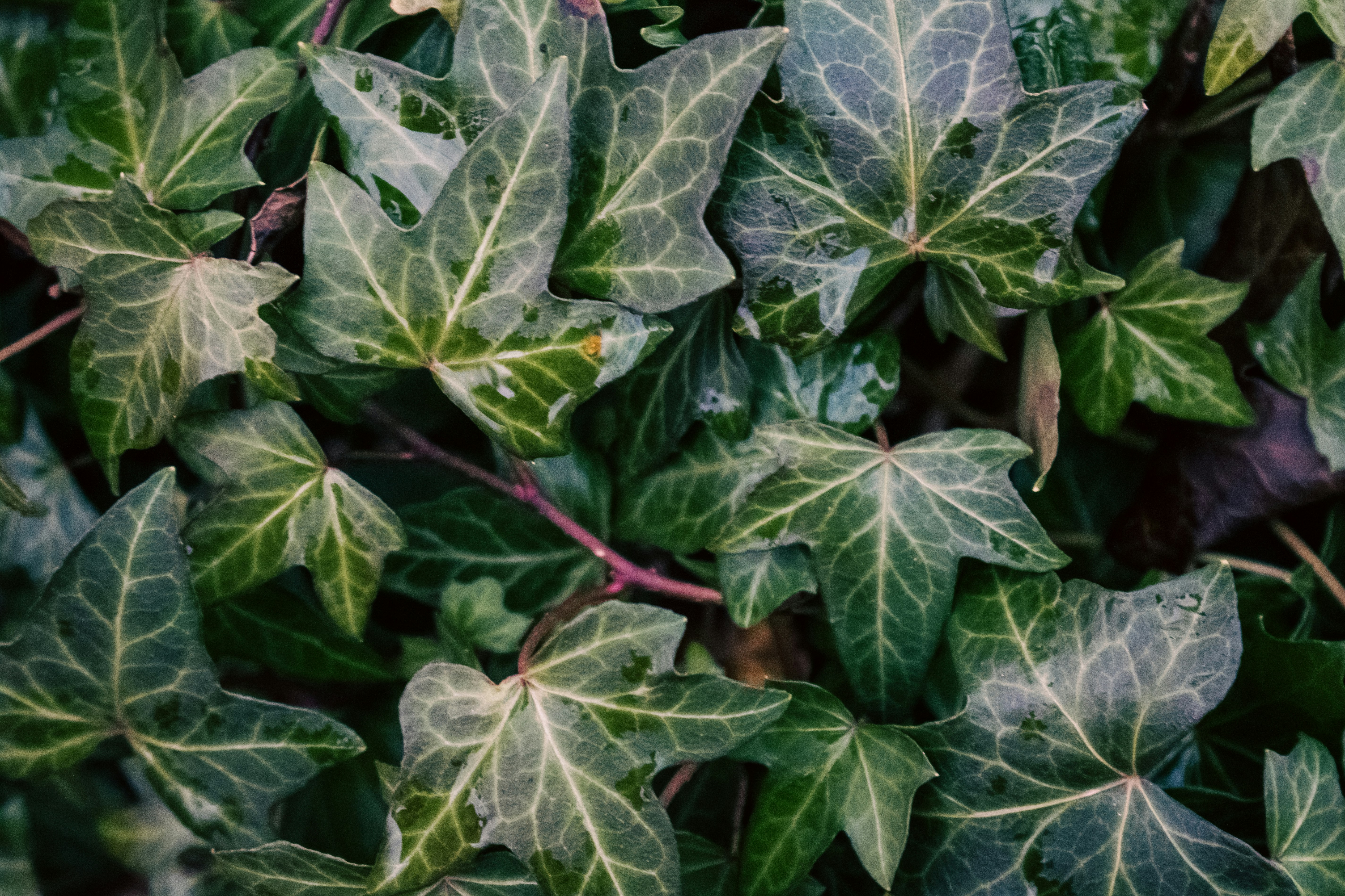 Ivy leaves form a lush green ground cover. photo – Free Wallpaper Image ...