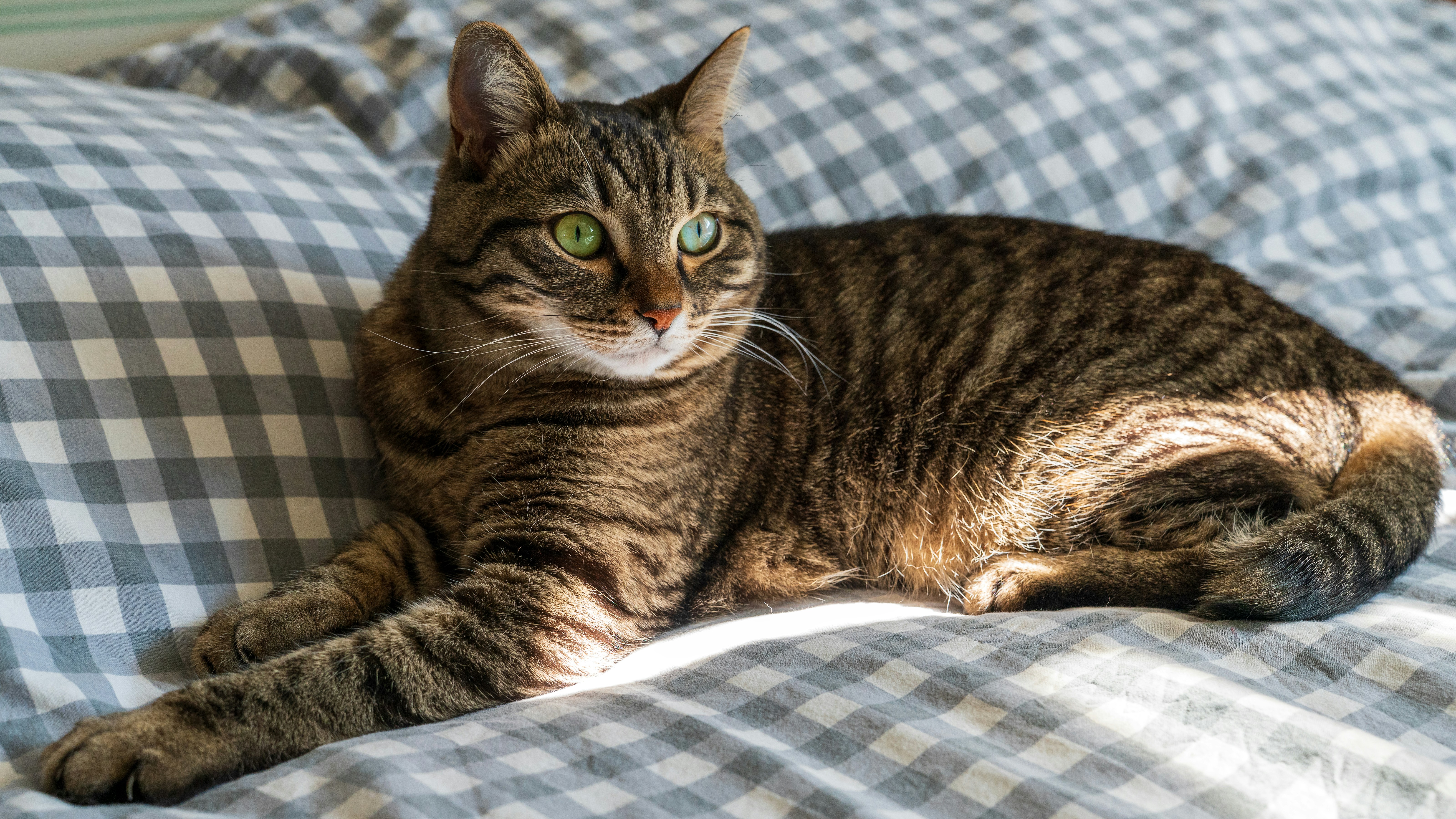 Tabby cat lounging on a checkered bedspread, basking in warm sunlight.