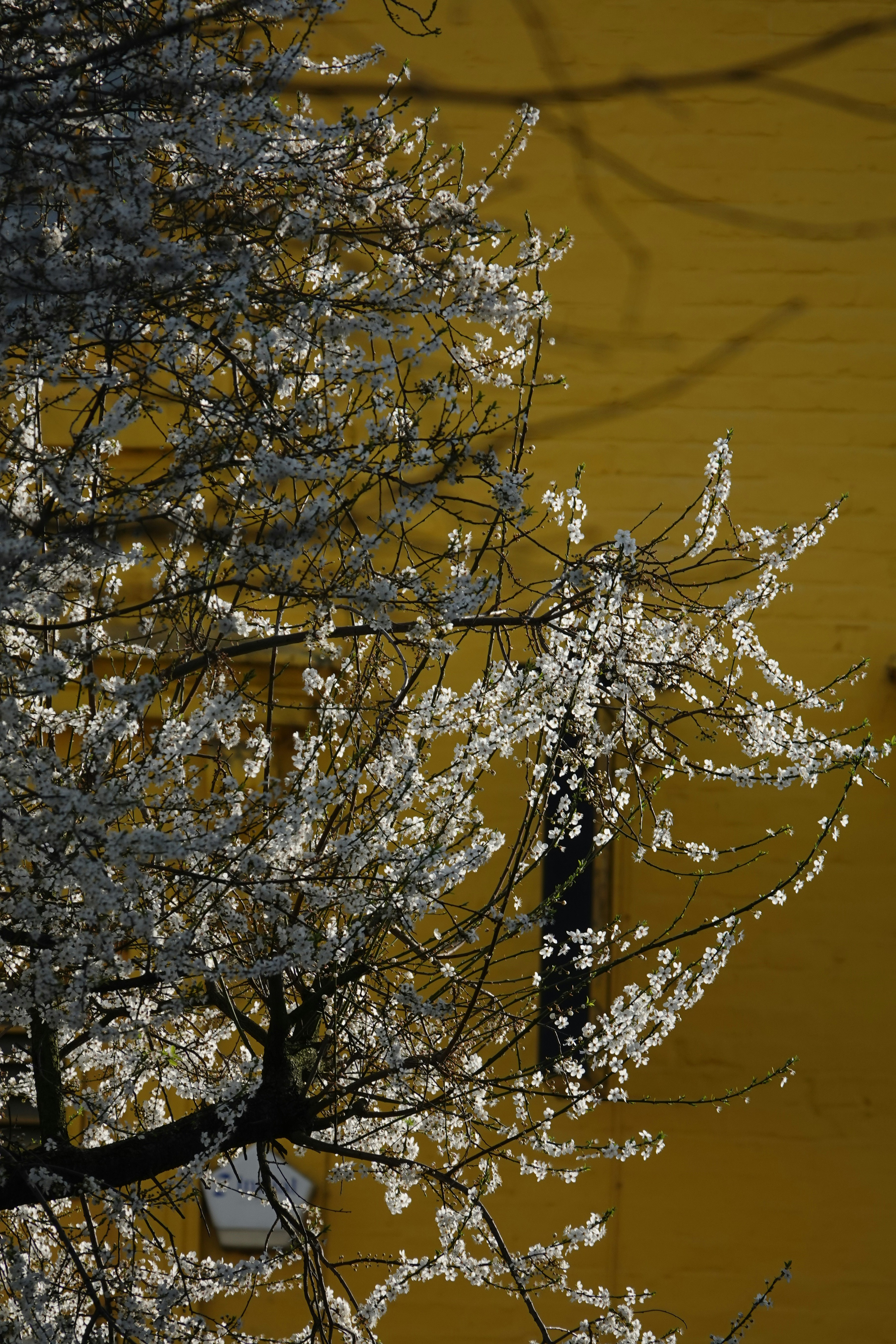 Blossoms on a Warm Ochre Backdrop: White Spray in Sunlit Frame