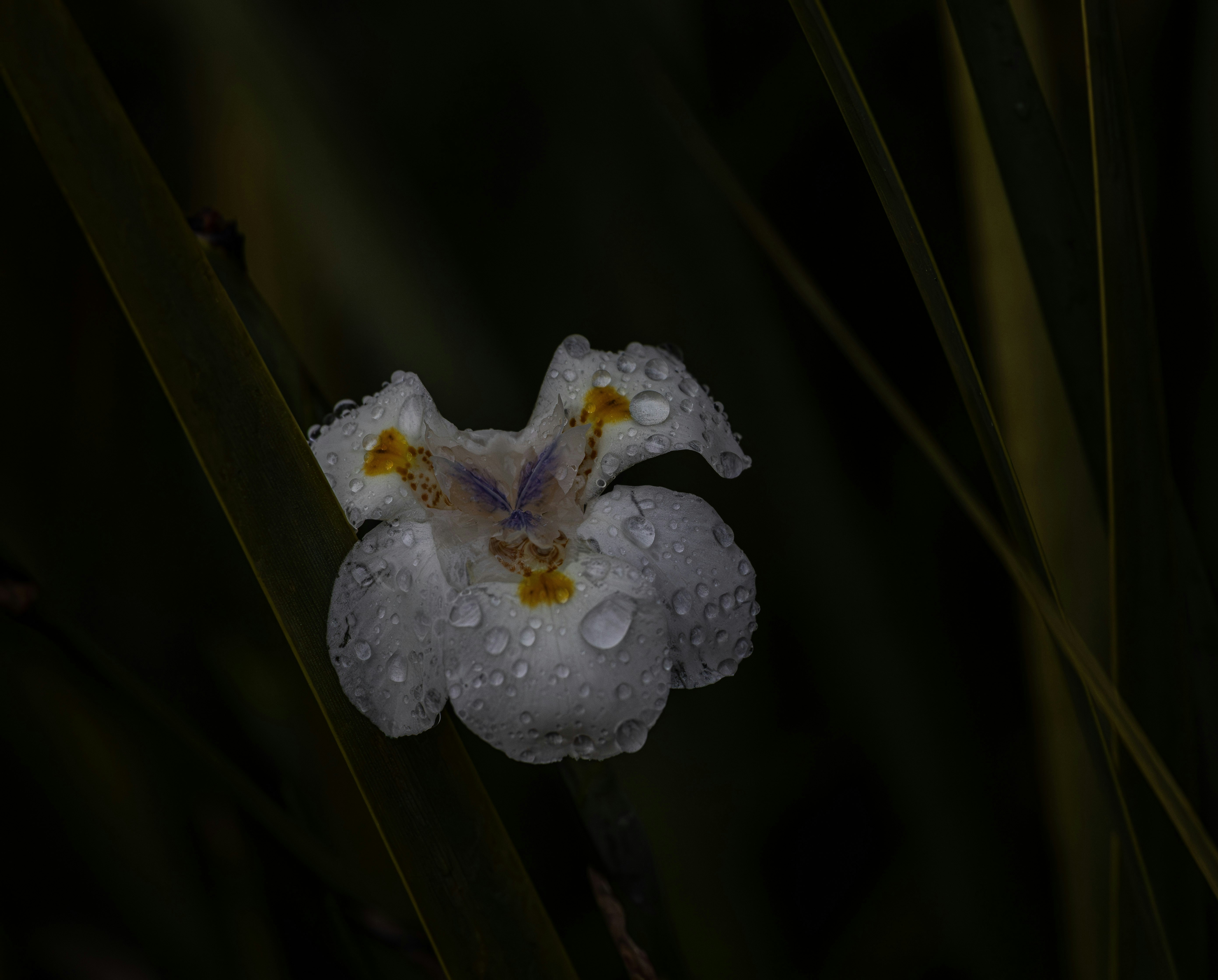 Delicate white orchid adorned with droplets, nestled among dark green foliage, showcasing nature's intricate beauty.