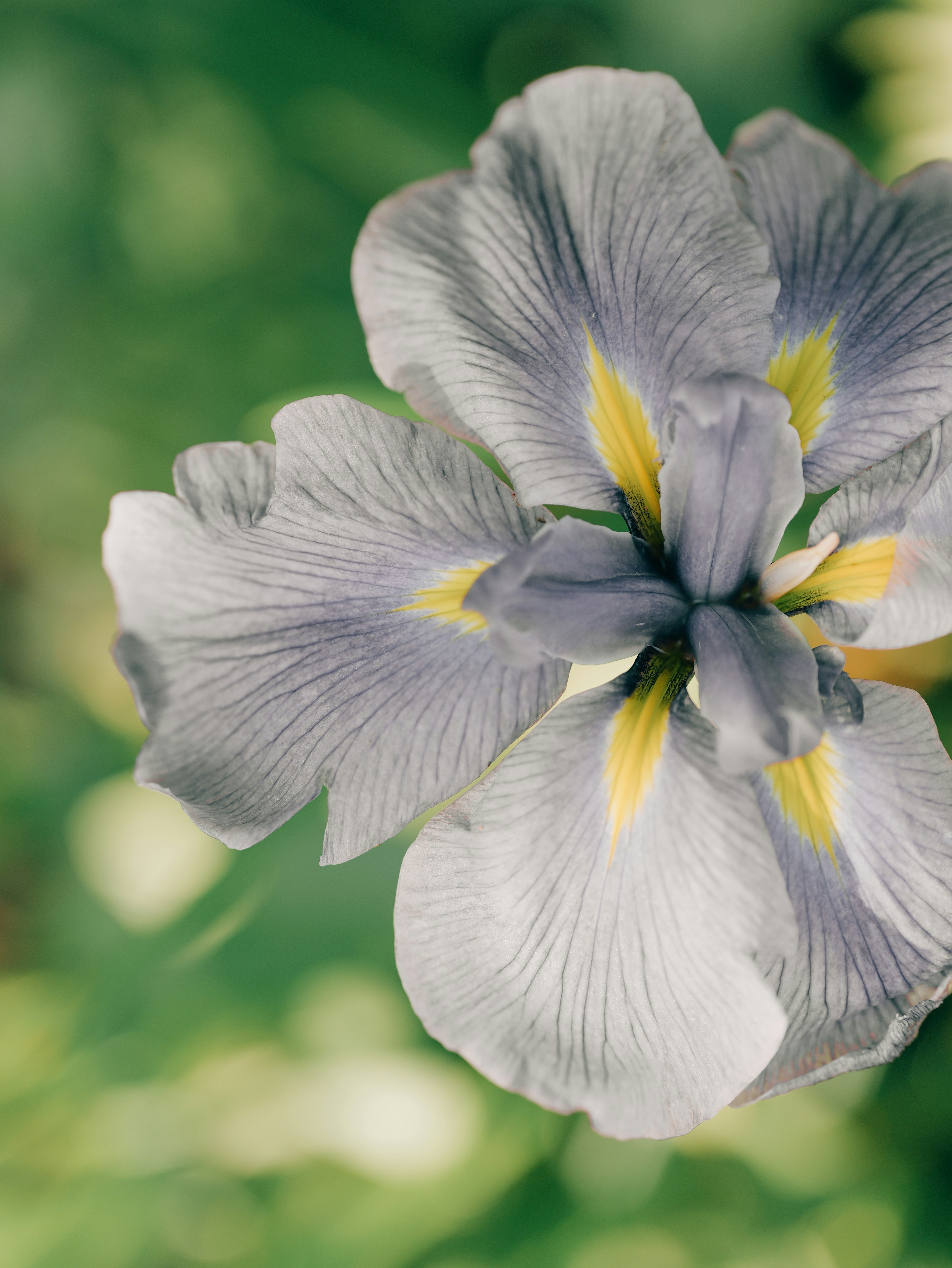 A beautiful gray iris flower blooms brightly. photo – Free Flower Image ...