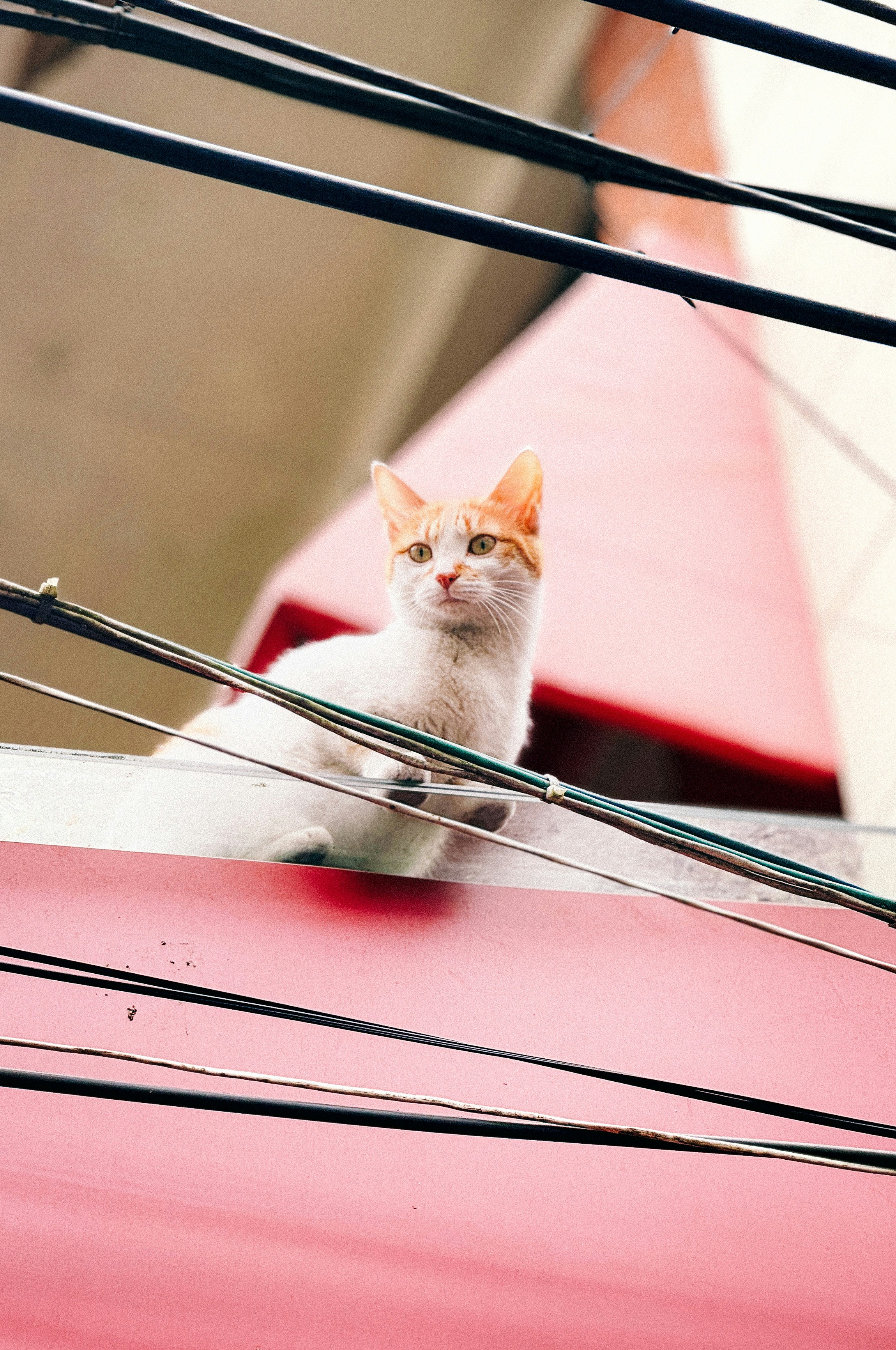 Curious Kat on a Pink Balcony