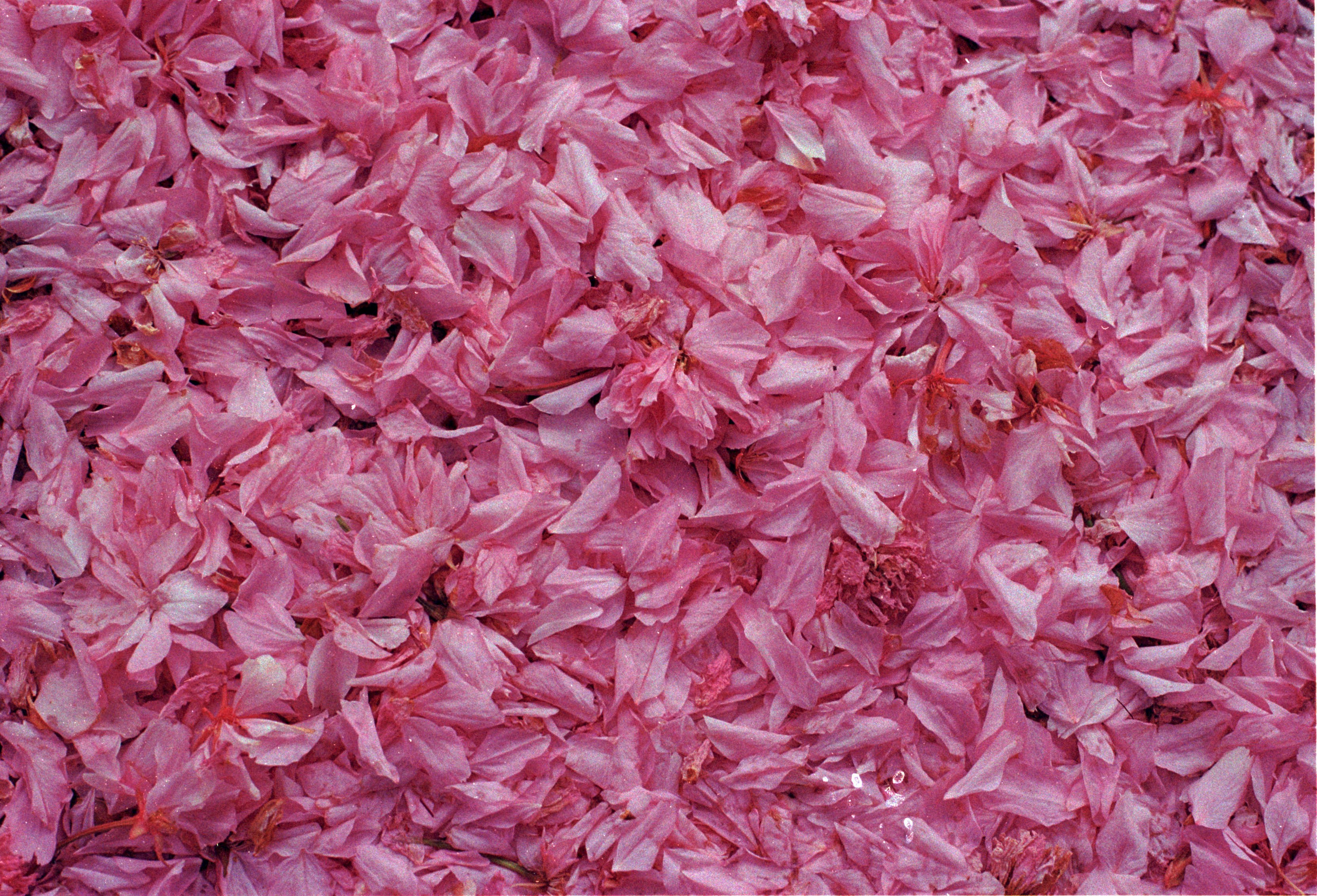 Photo by Atul Vinayak with Plustek OpticFilm 8100