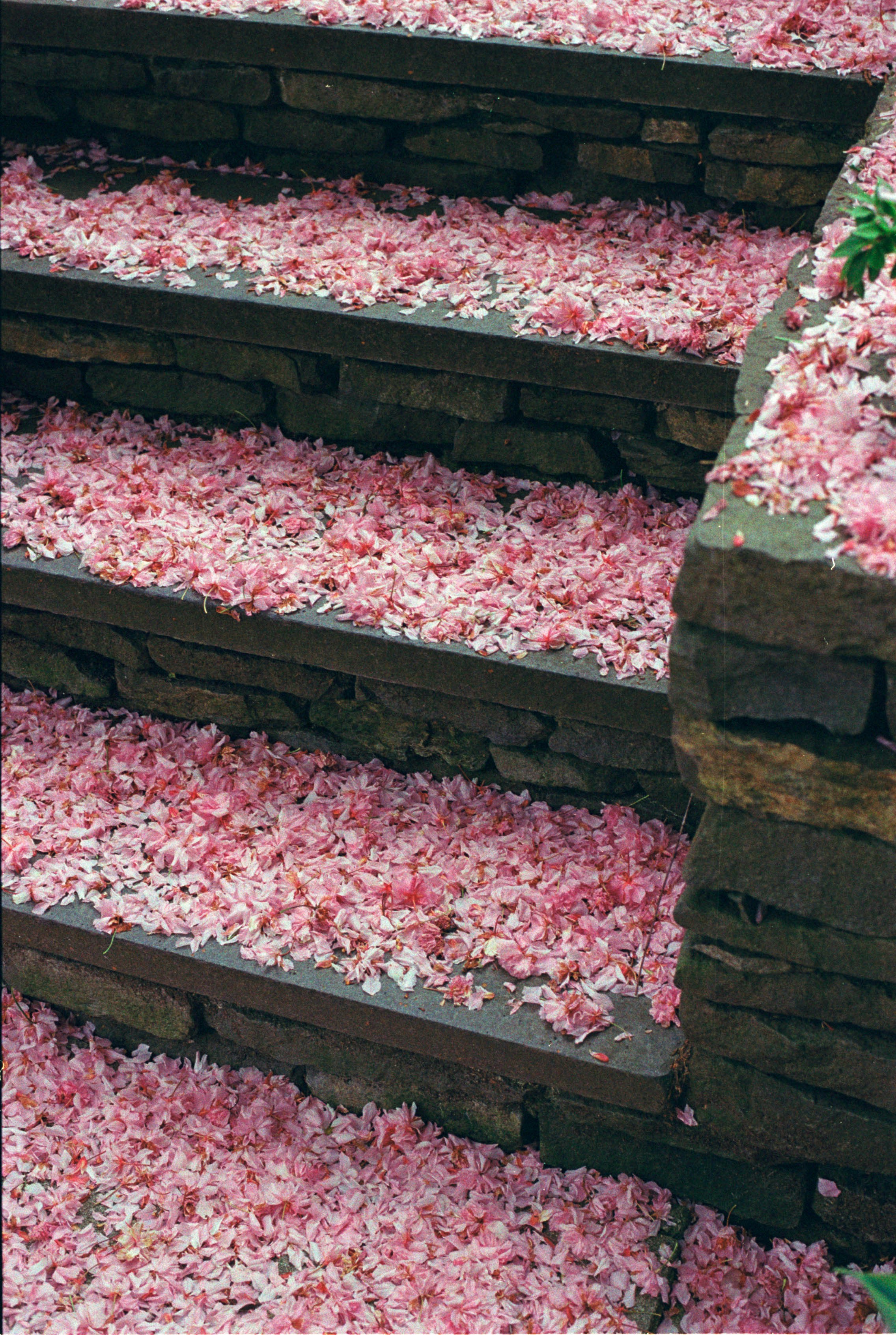 Pink flower petals cover stone steps.