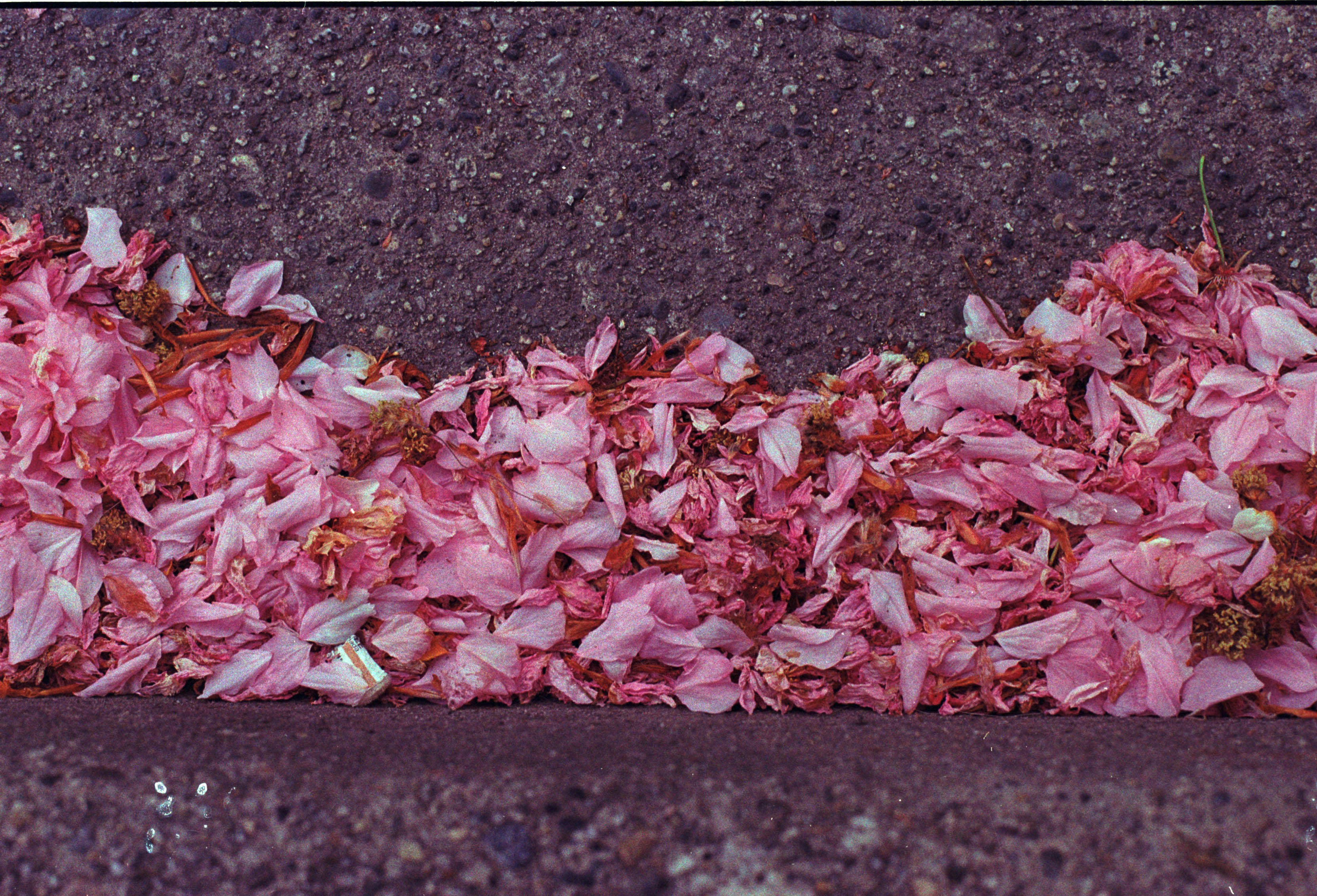 Pink flower petals lie on a concrete surface.