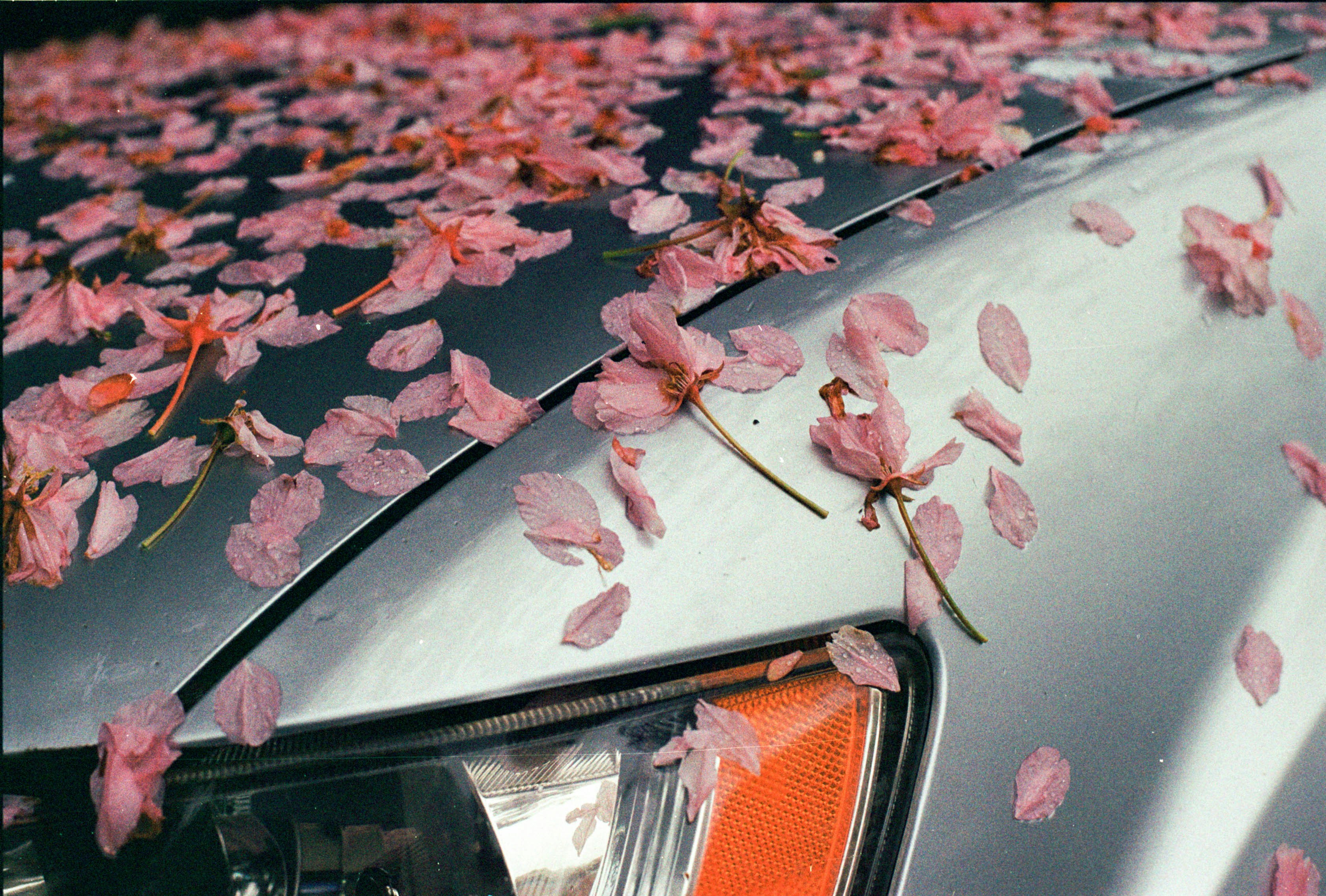 Delicate pink cherry blossom petals scattered across the shiny surface of a car hood, creating a serene springtime tableau.