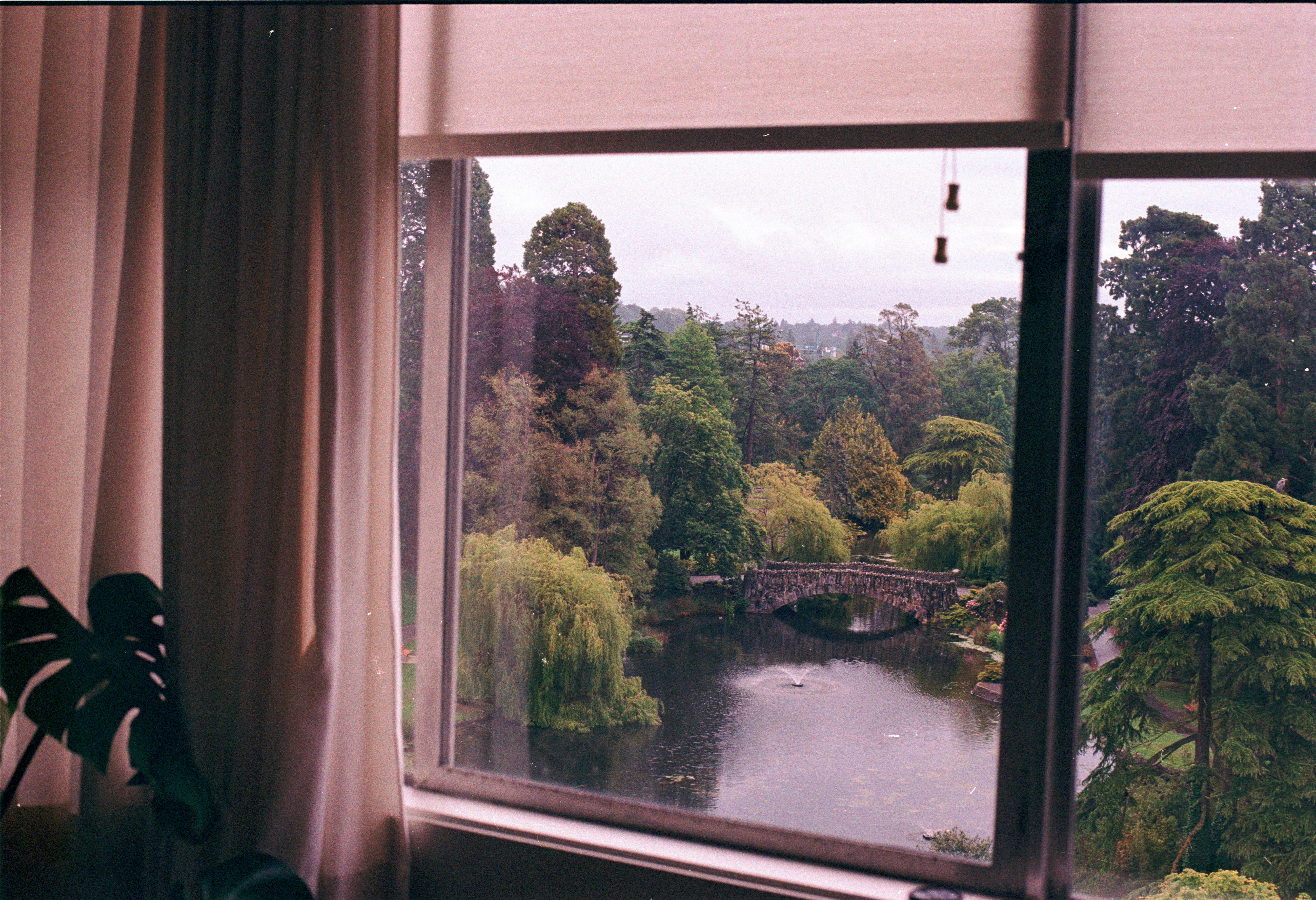 Lush garden view featuring a tranquil pond and a stone bridge, framed by a window's soft curtains.