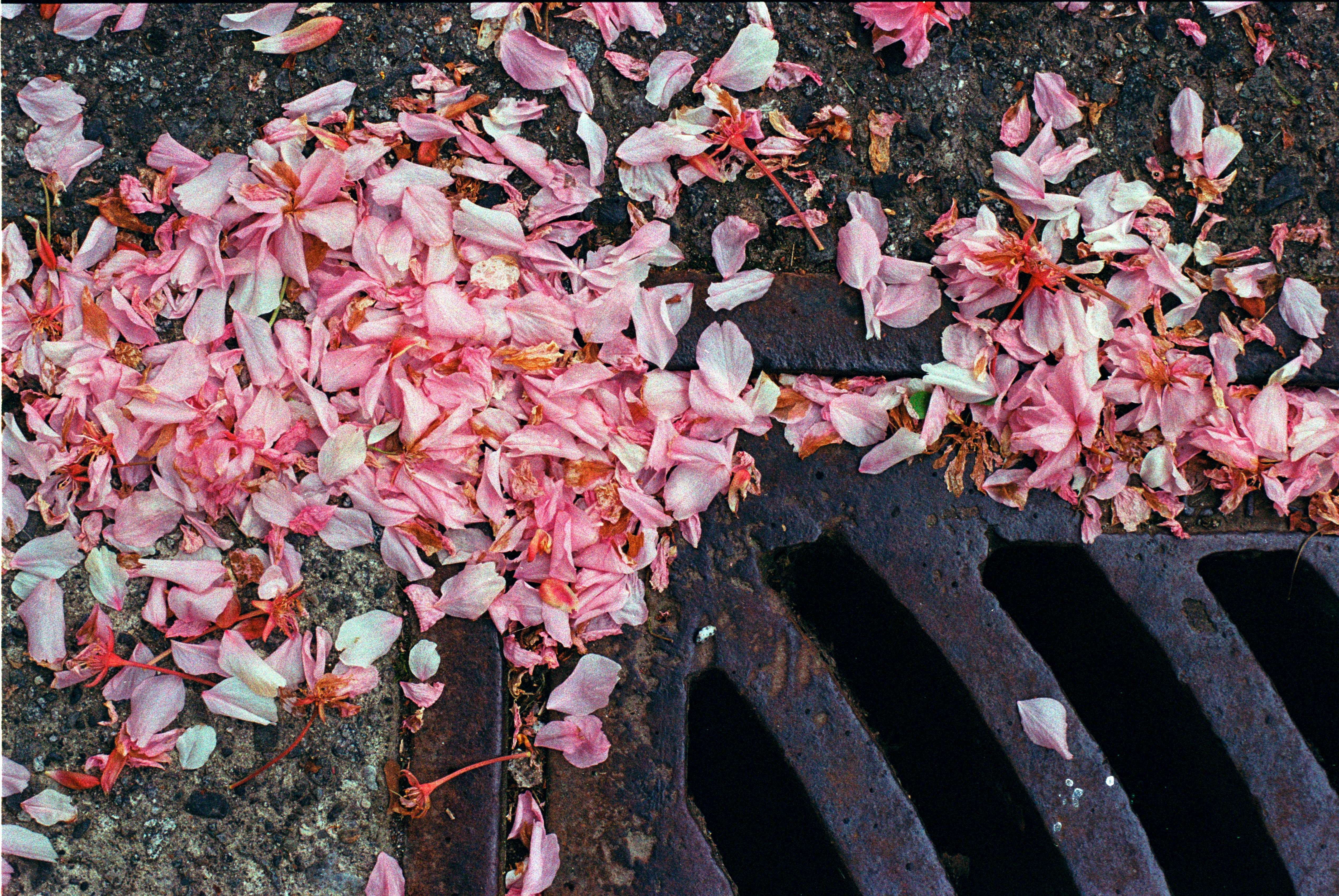 Pink flower petals surround a drain.