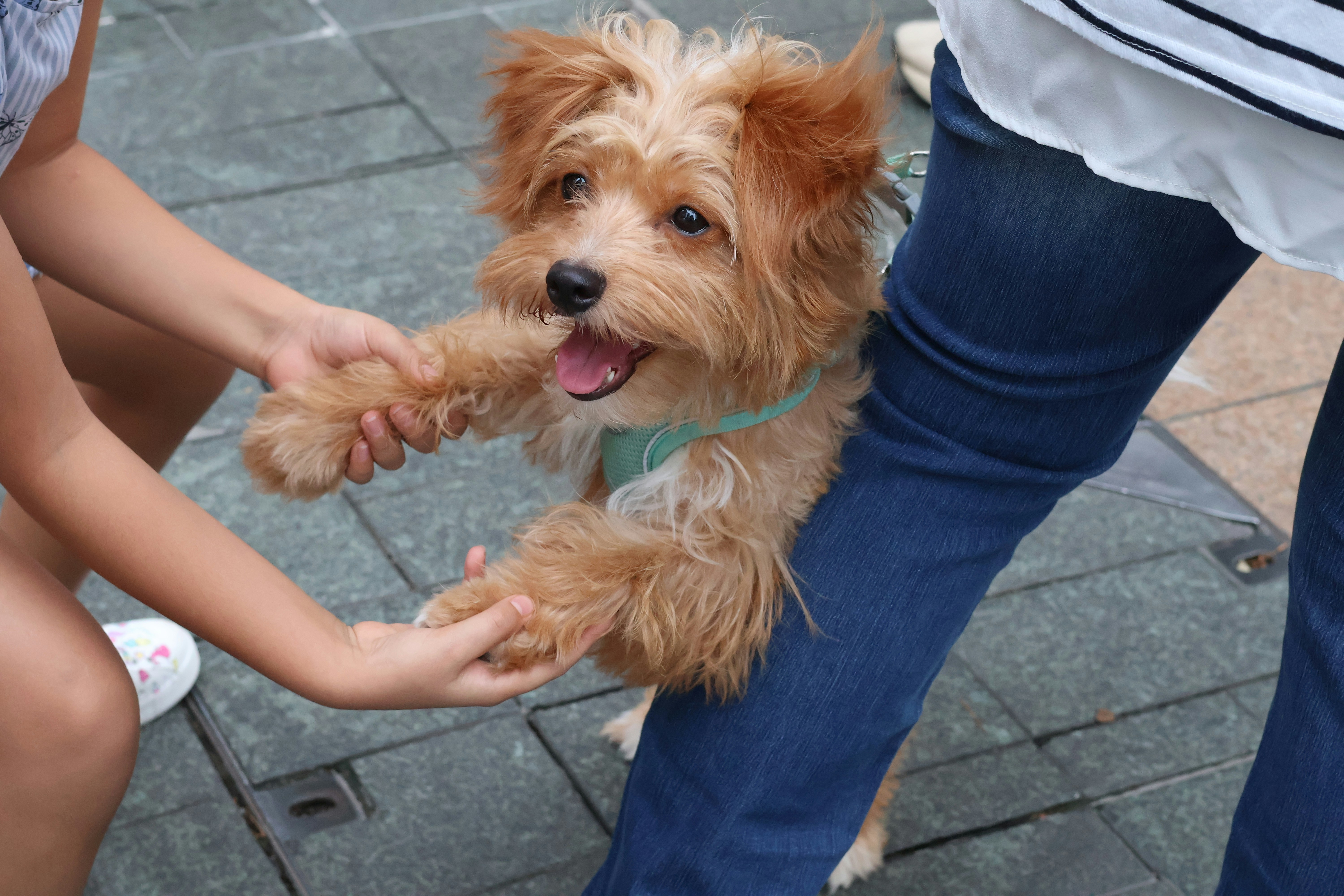 A playful dog joyfully interacting with a child's hands while nestled against an adult's leg. The scene captures a moment of affection and connection.