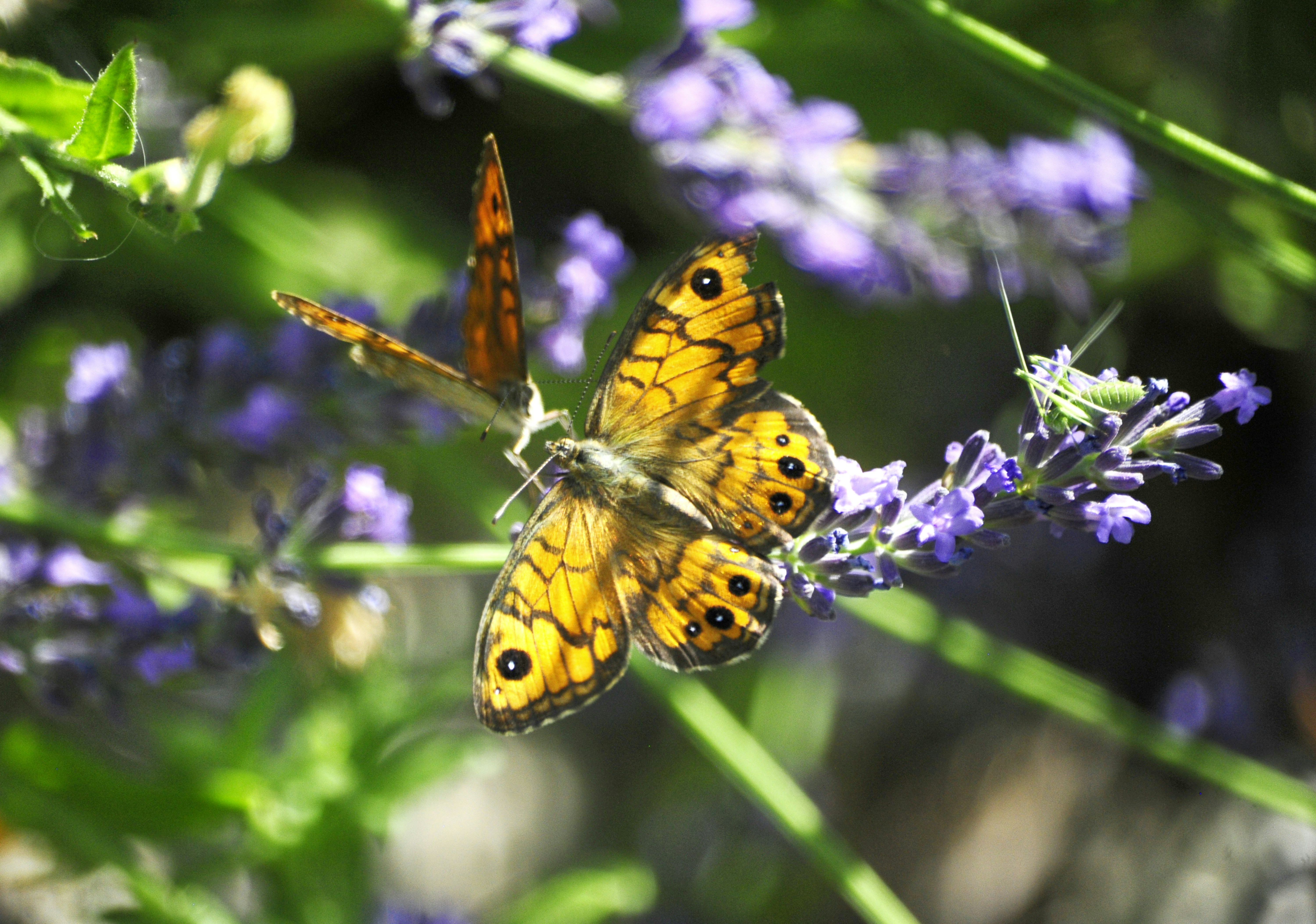 Whispers of Nature: The Butterfly's Dance