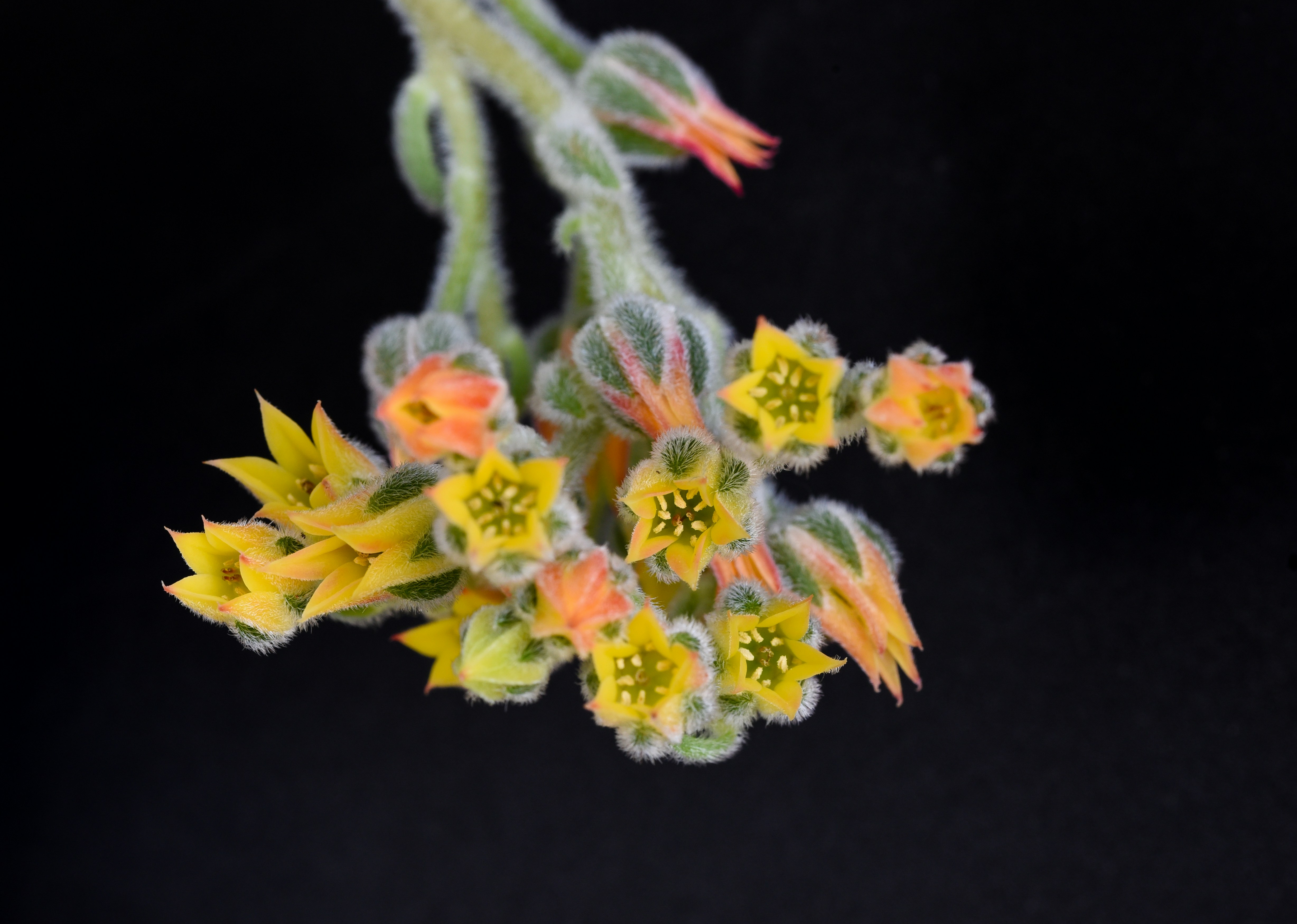 fiori | Yellow and orange flowers bloom against black.