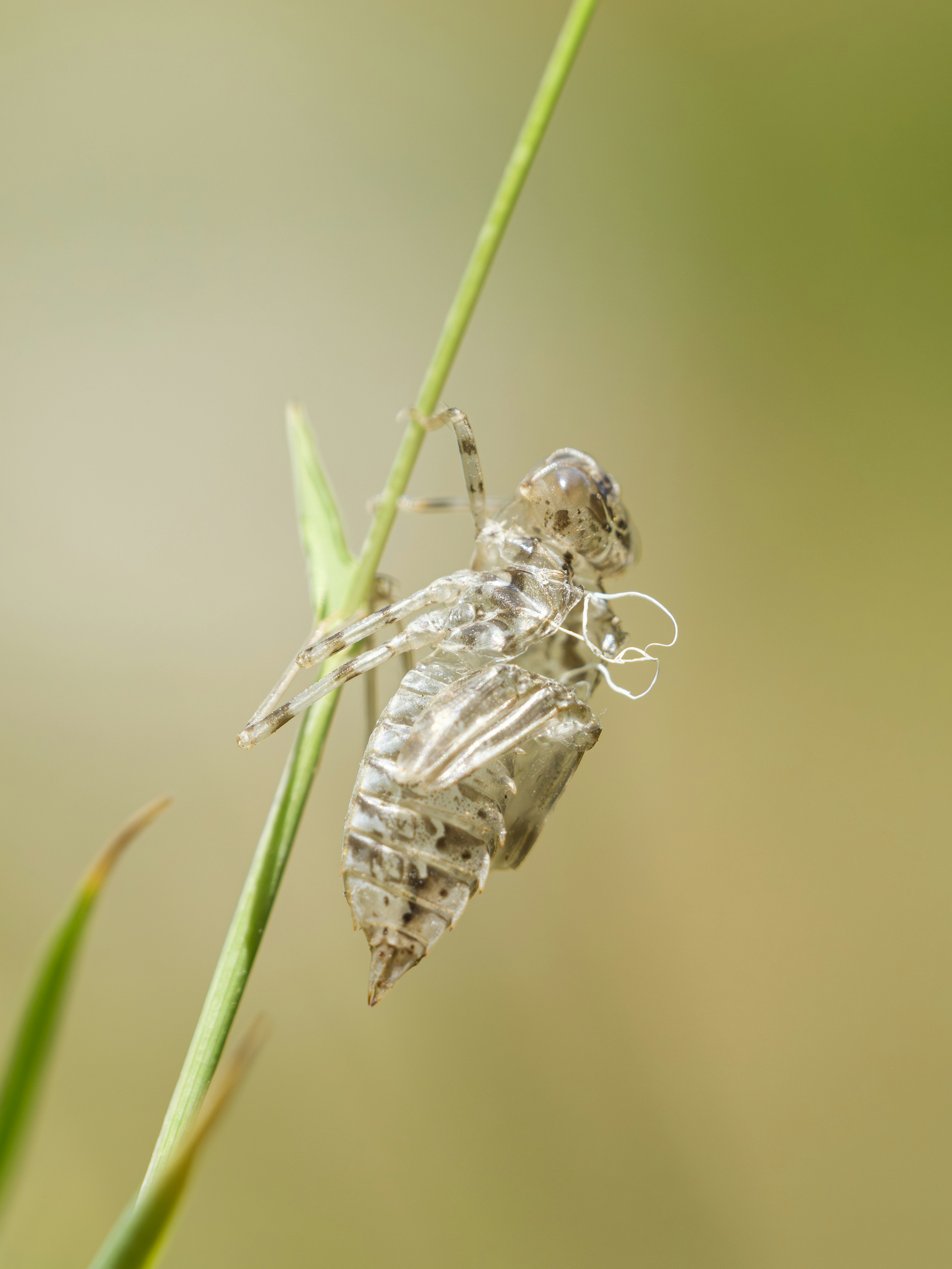Whispers of Transformation: The Cicada's Exoskeleton