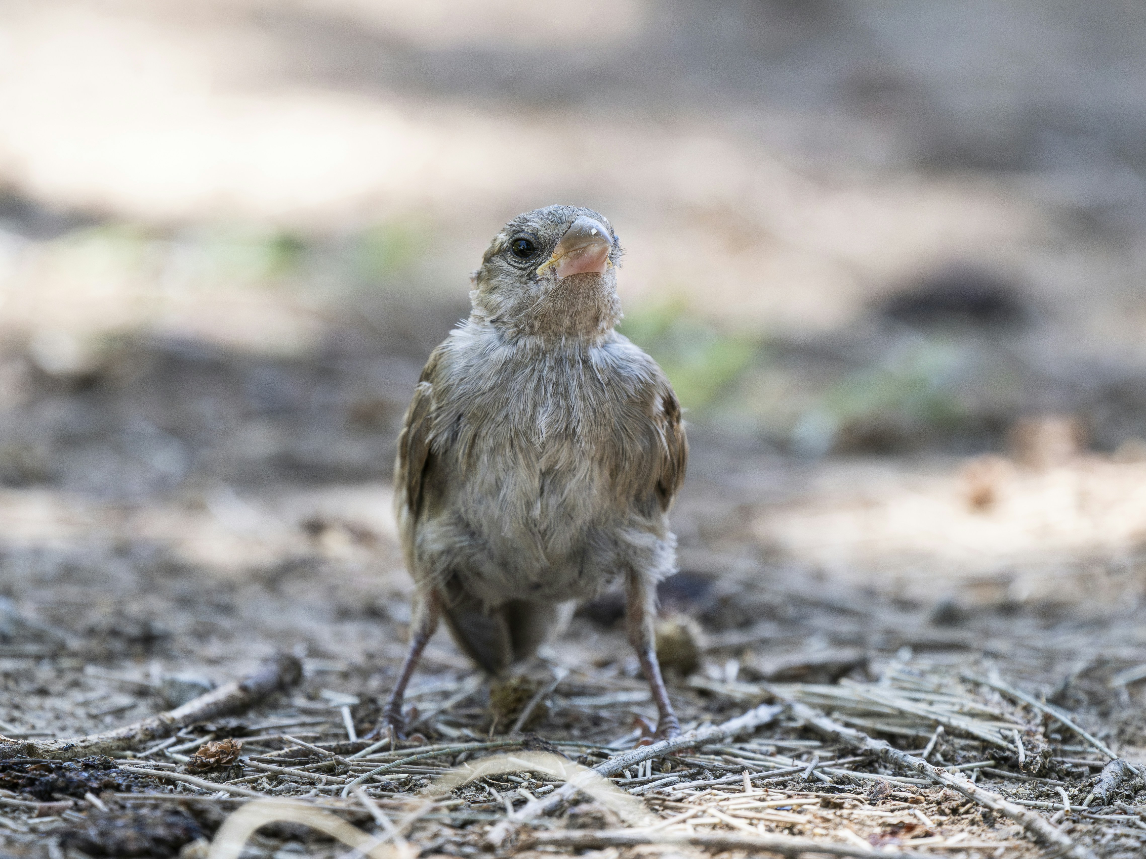 a cute sparrow bird in the nature | A small sparrow stands, facing forward.