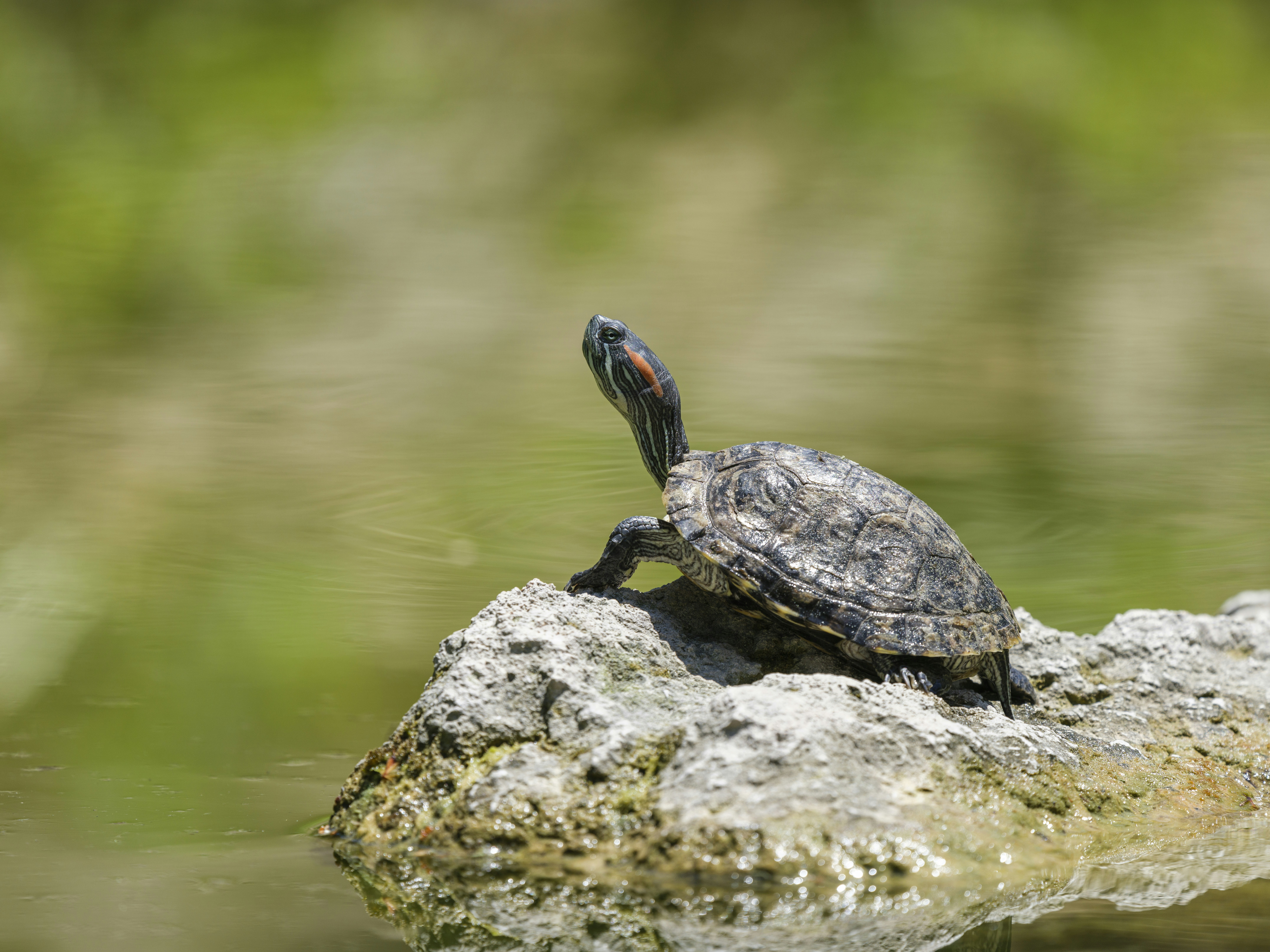 a turtle on a rock in the lake | A turtle sunbathes on a rock near water.