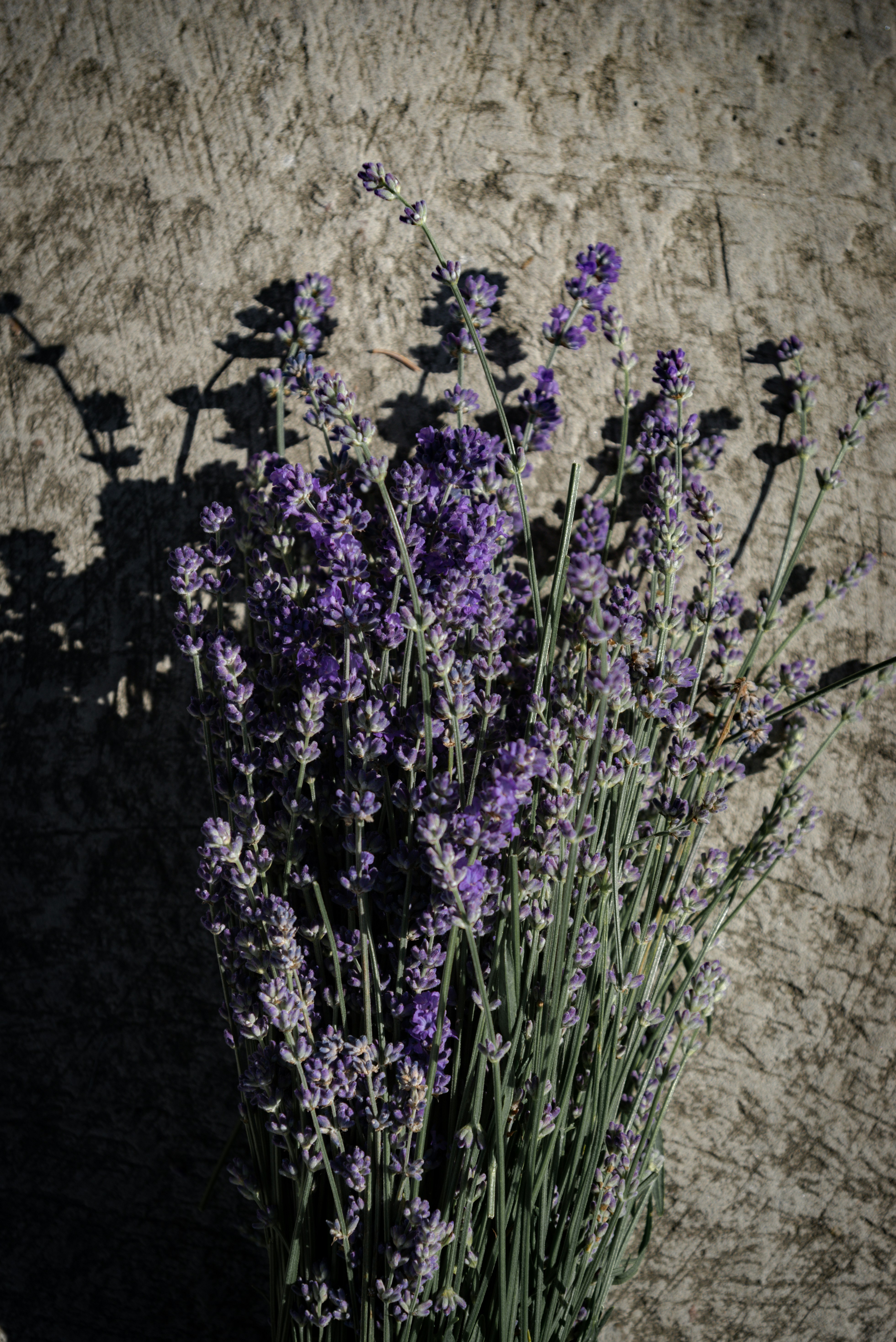 Lavender flowers cast shadows on a surface. photo – Free Flower Image ...