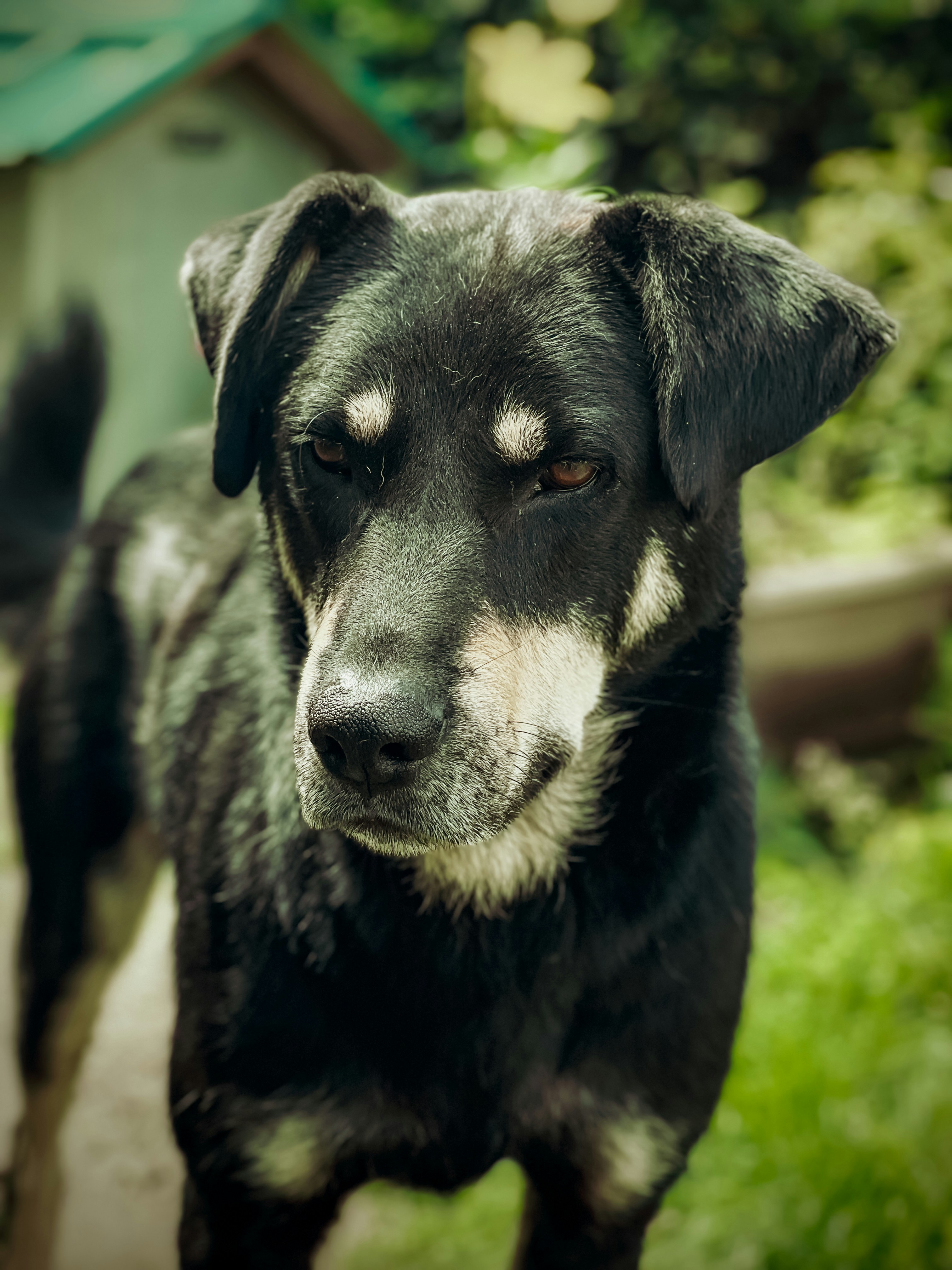 A close-up of a black dog with distinctive markings, gazing intently at the viewer amidst a lush green backdrop.
