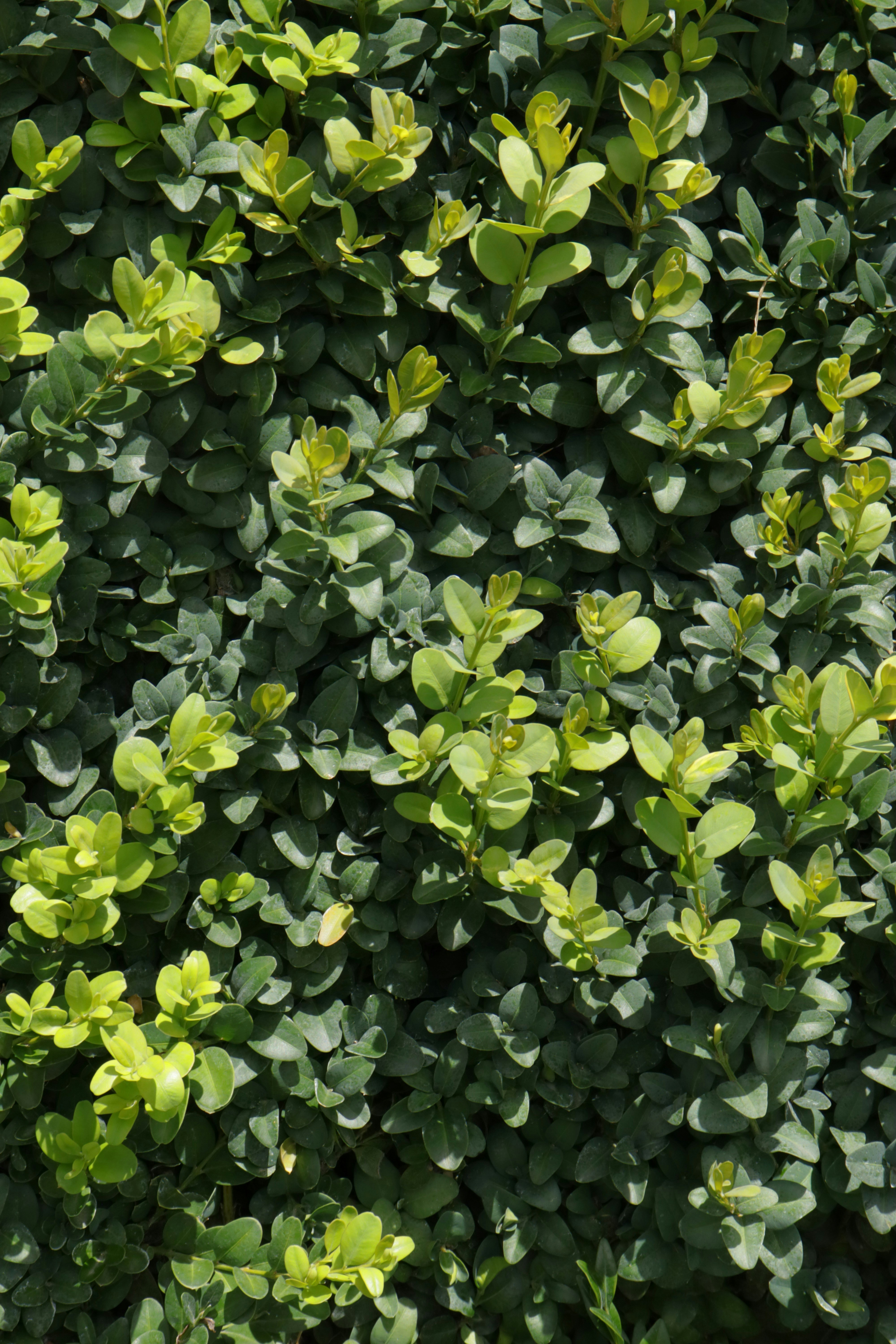 Lush green leaves form a dense bush.