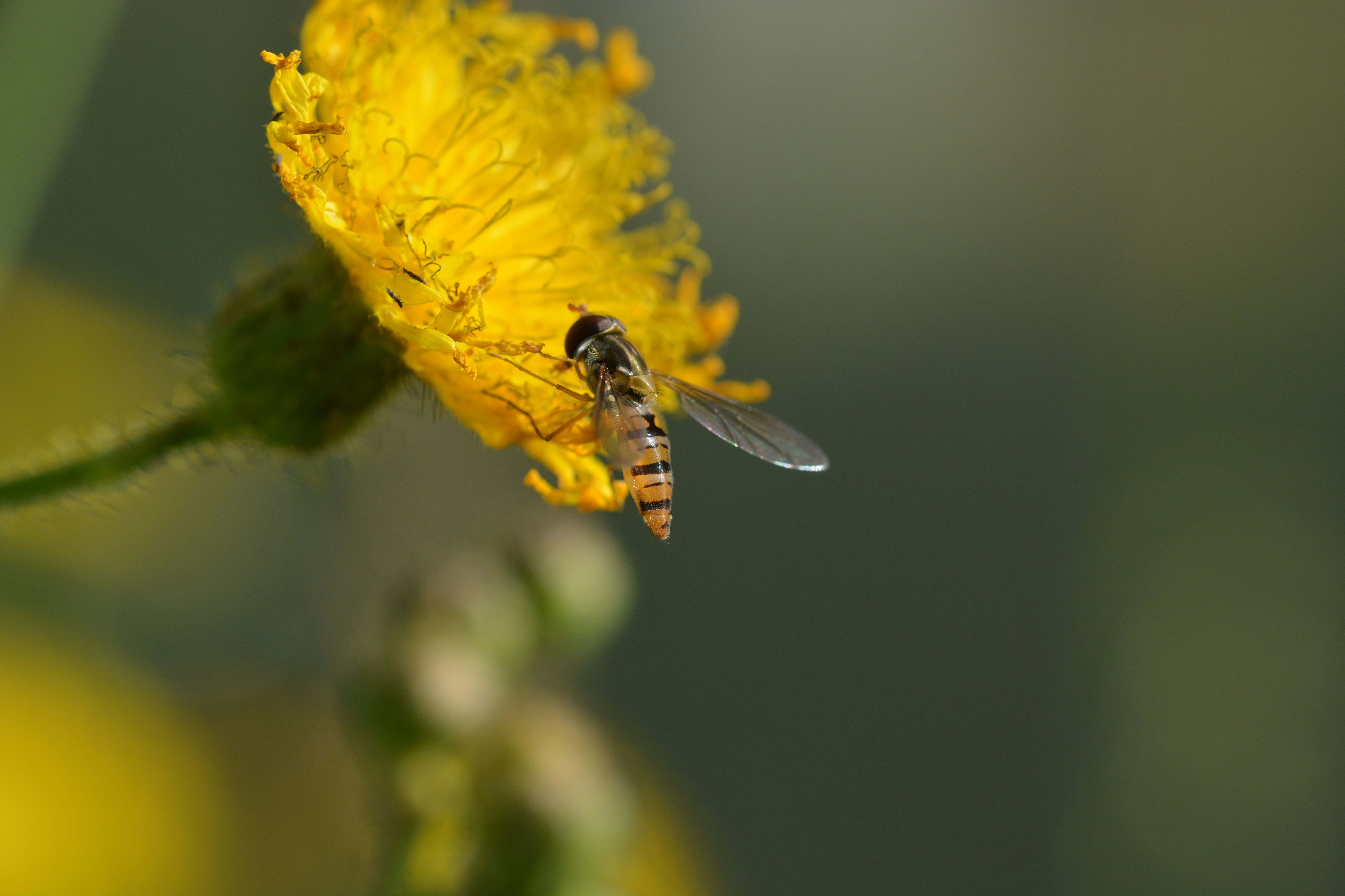 Muscidé, petite mouche butinant les fleurs pour leur nectar | A hoverfly is feeding on a yellow flower.