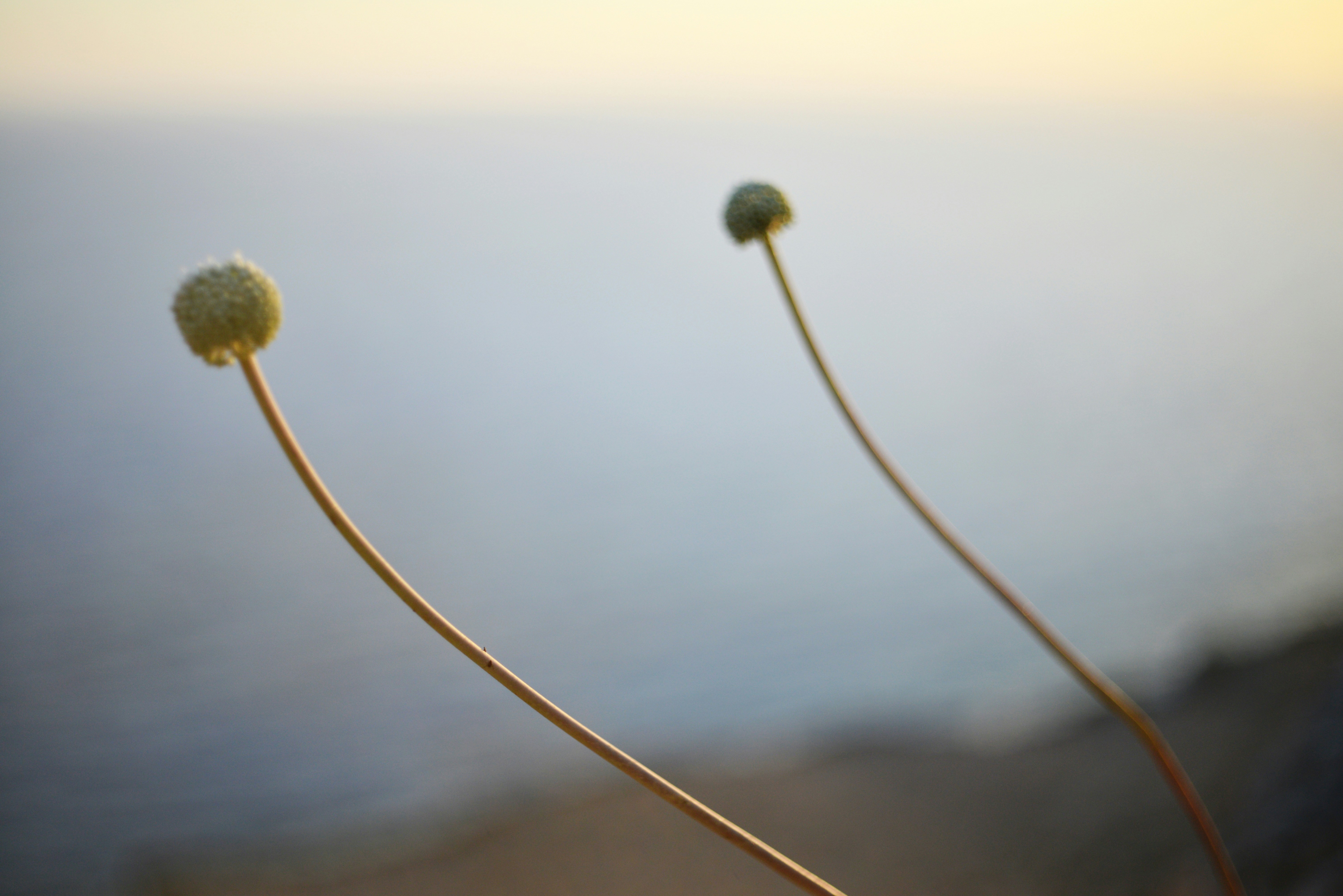 Whispers of Nature: A Delicate Dance