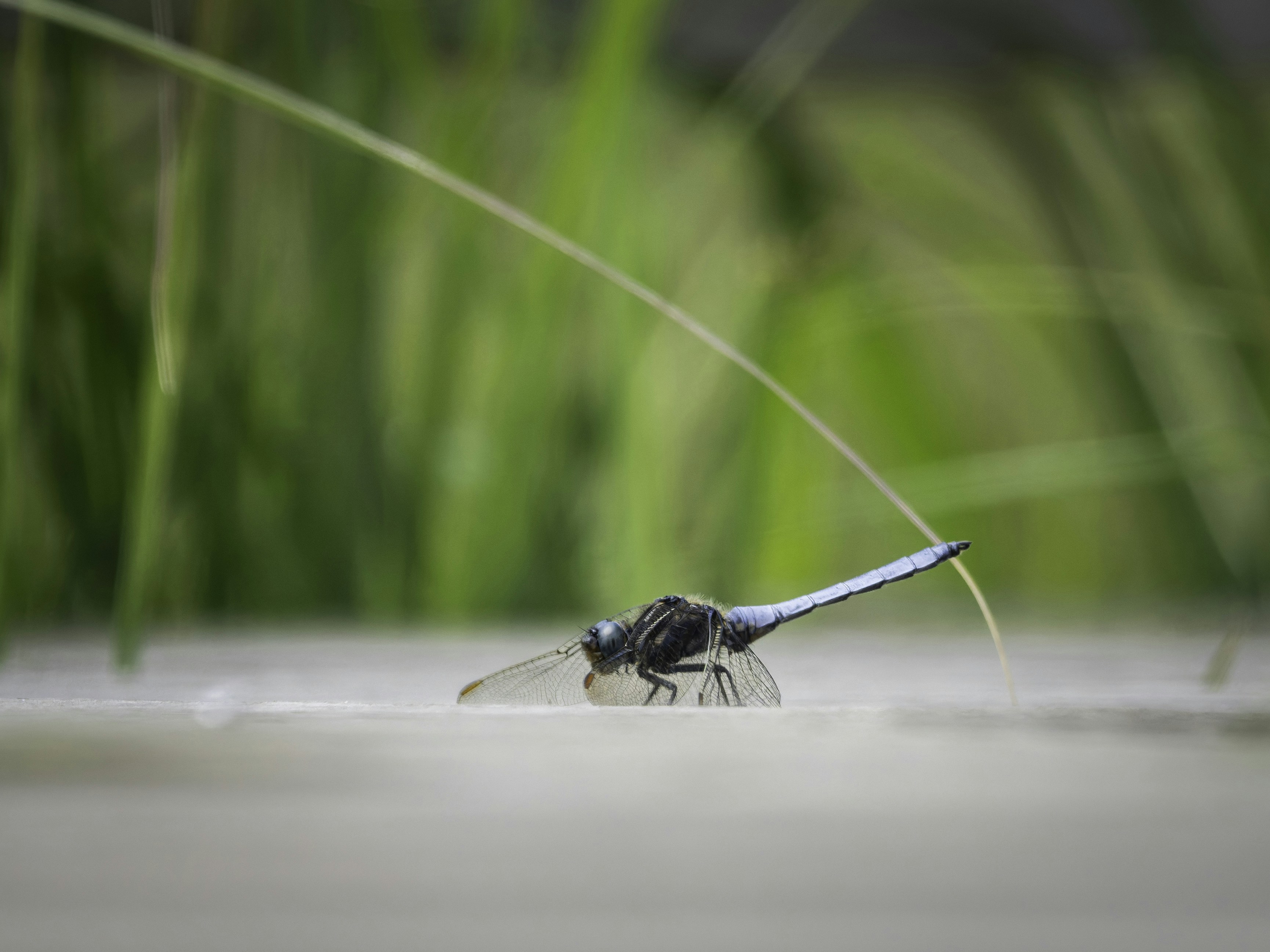 A Moment of Stillness: The Dragonfly's Dance