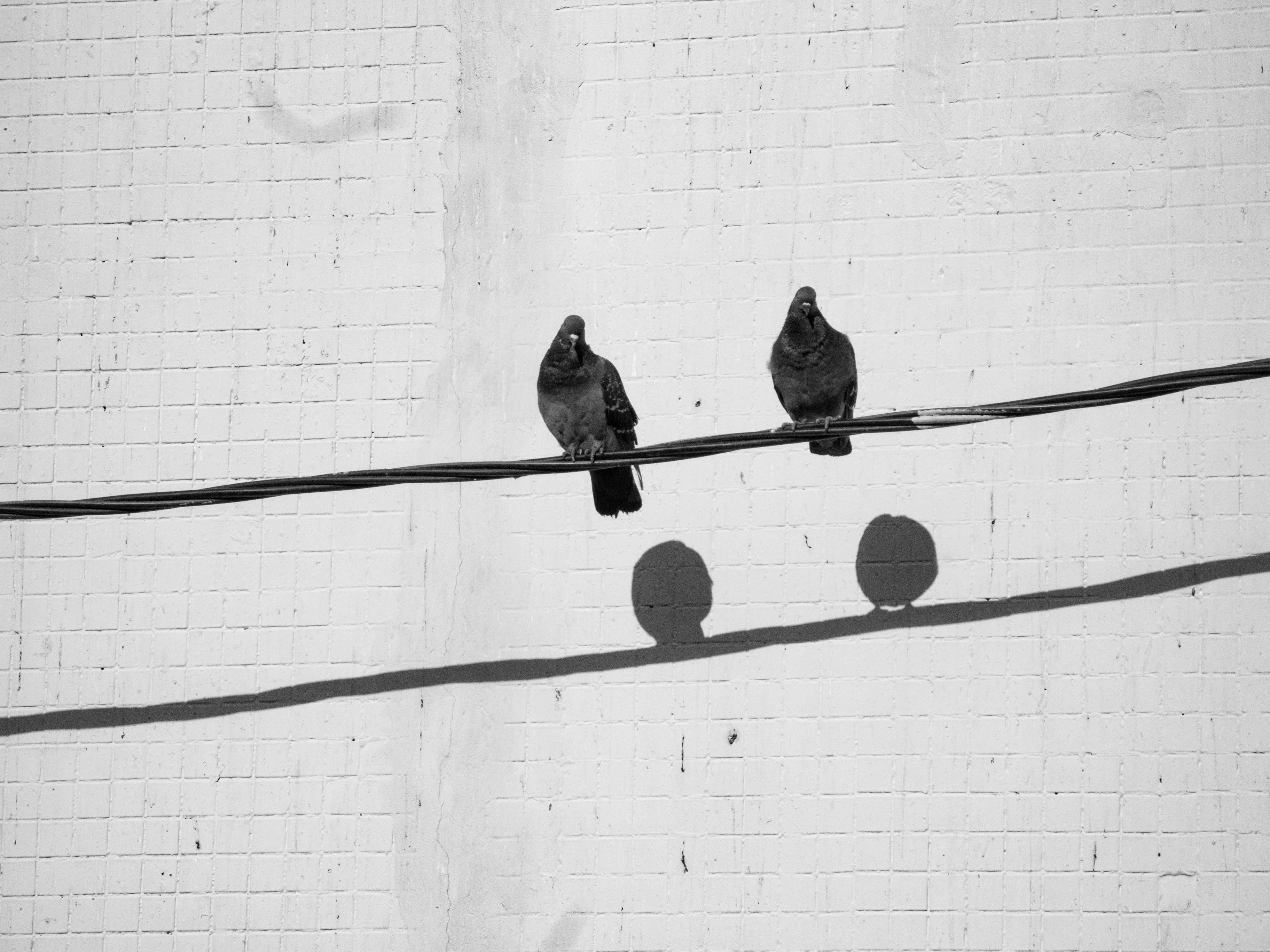 Pigeons | Two pigeons perch on a wire.