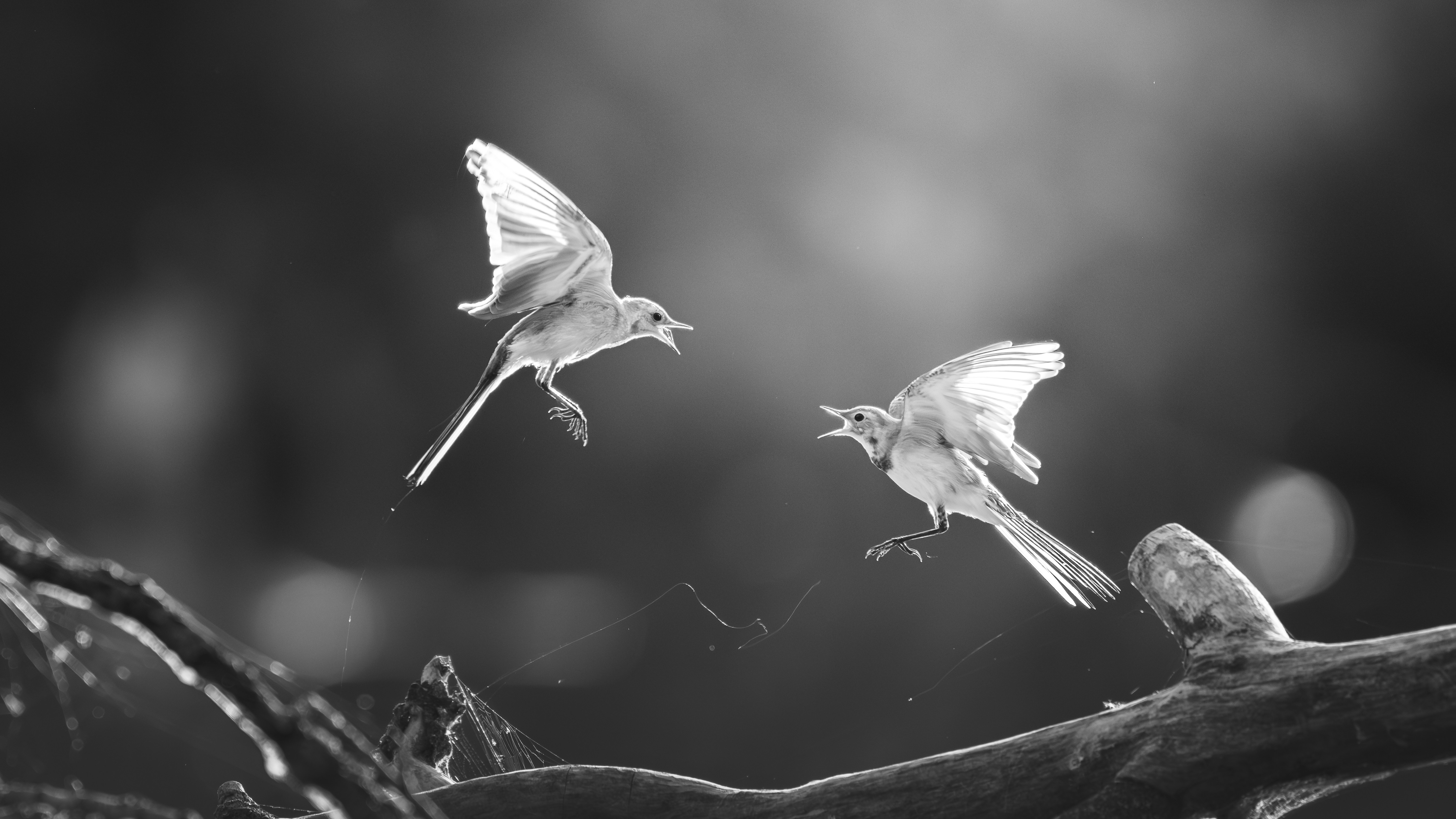 Two birds fight in mid-air against a dark backdrop. photo – Free Bird ...